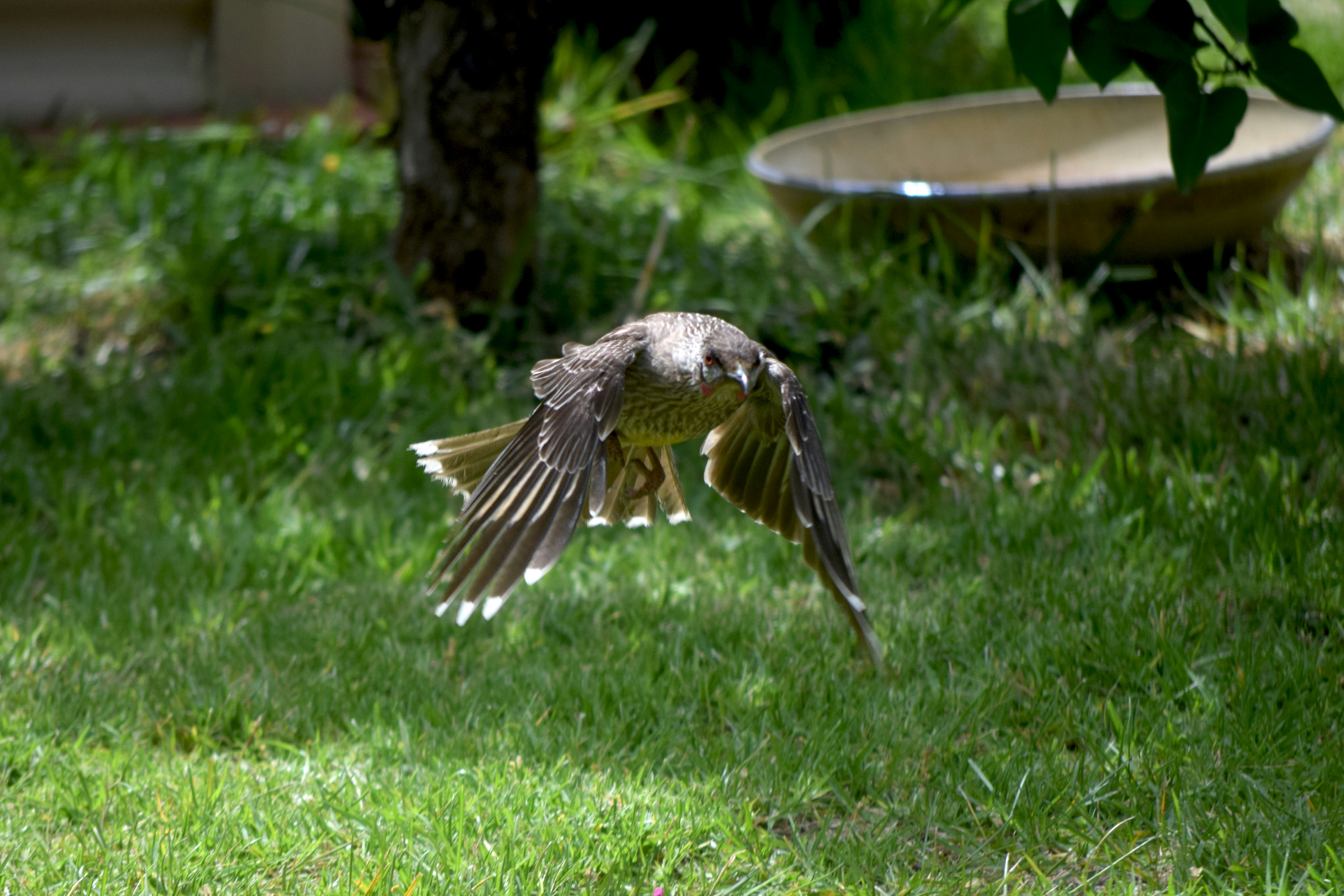 a red wattlebird flying, wings captured positioned downward