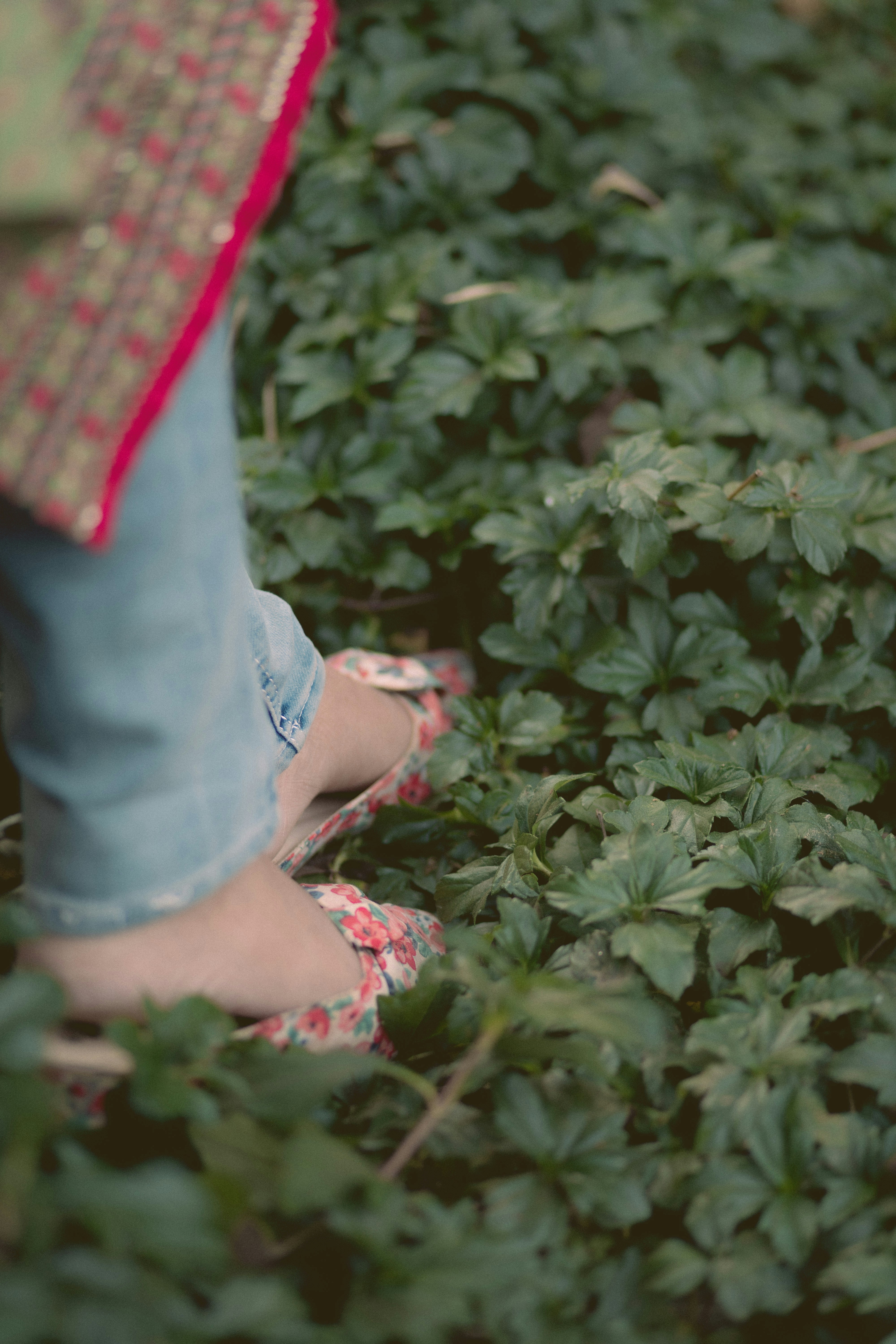 Floral Footing: A Quiet Step Through Garden Greens