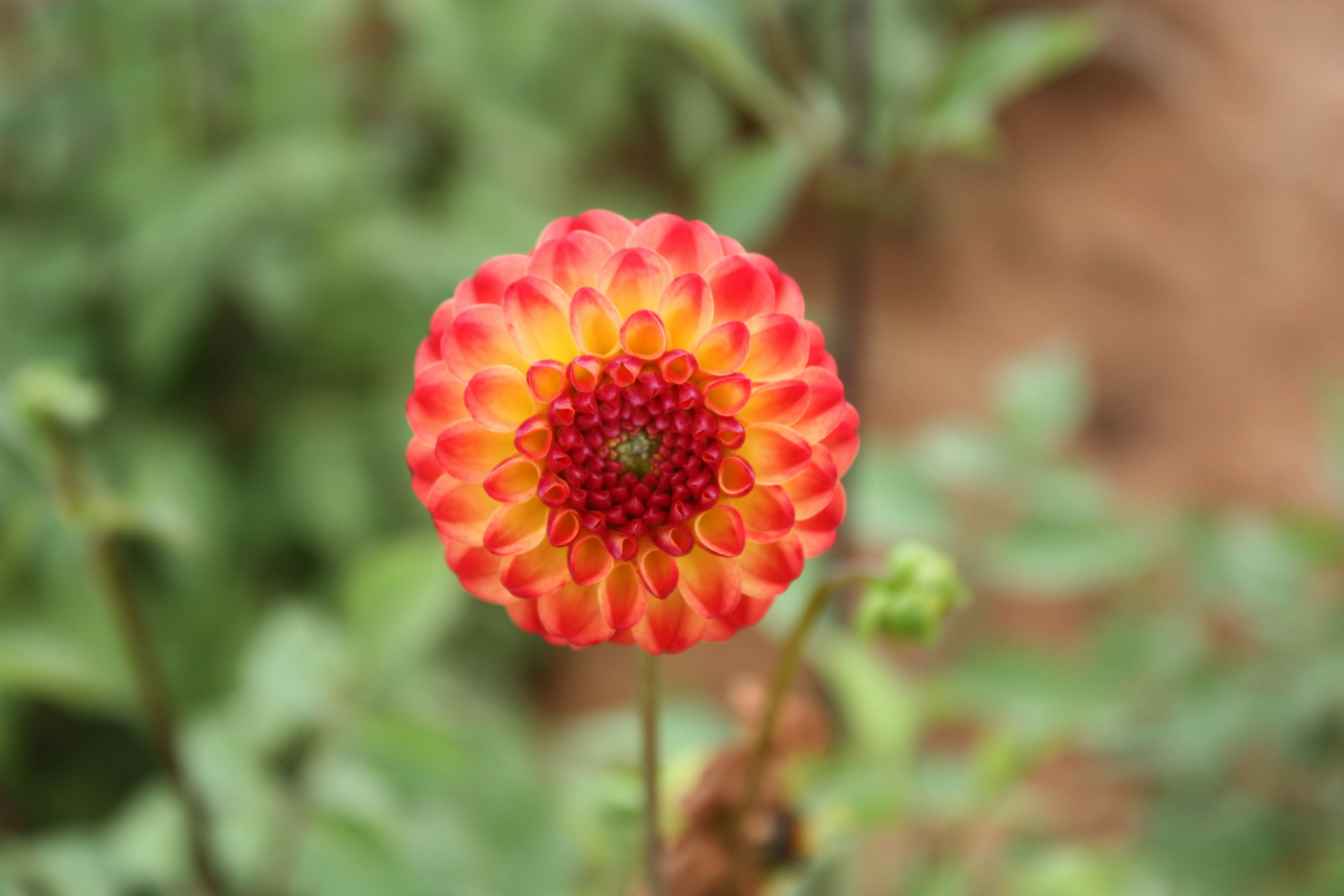 Center Bloom: A Ruby Petal Radiance in a Soft Garden Field
