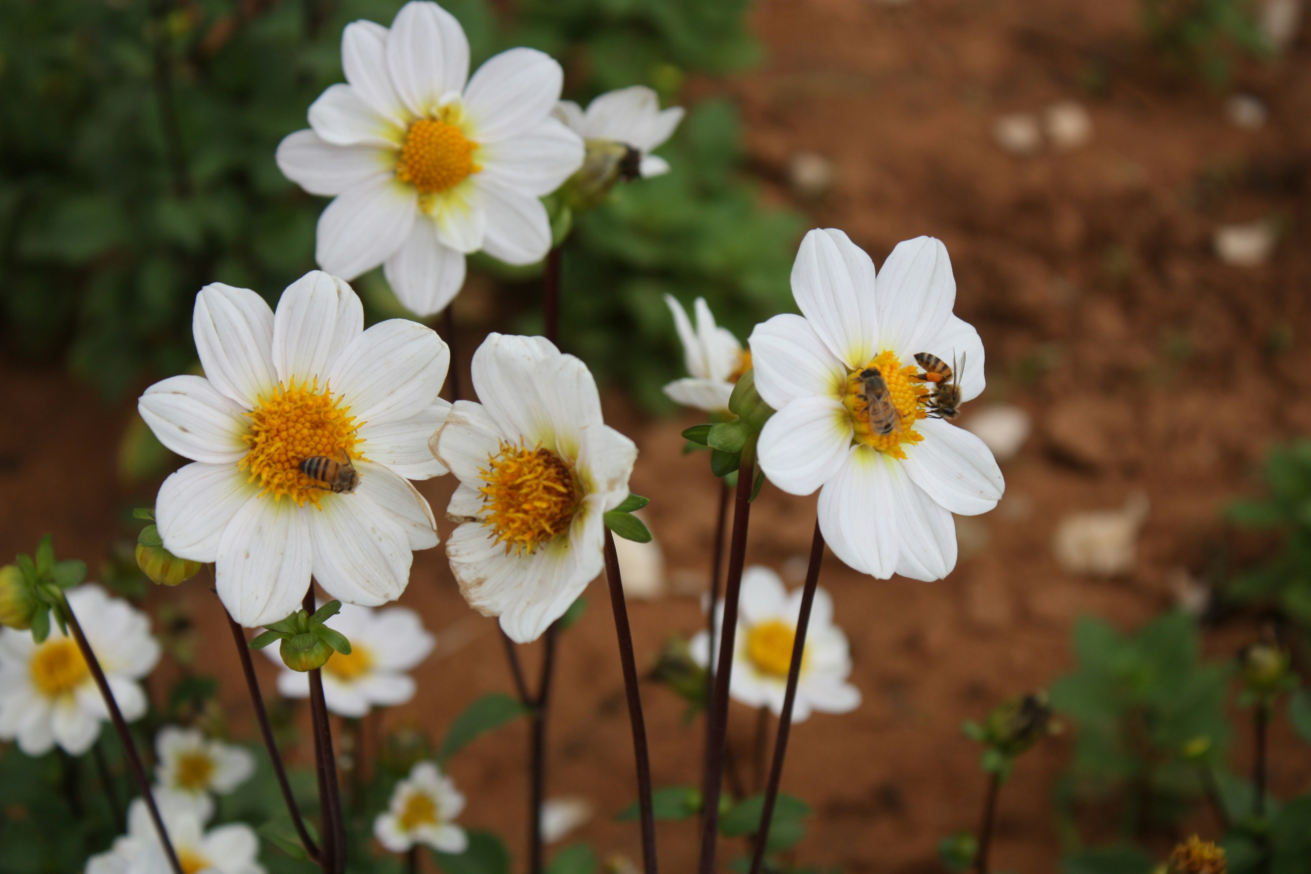 White daisies with a bee on a sunny garden bed