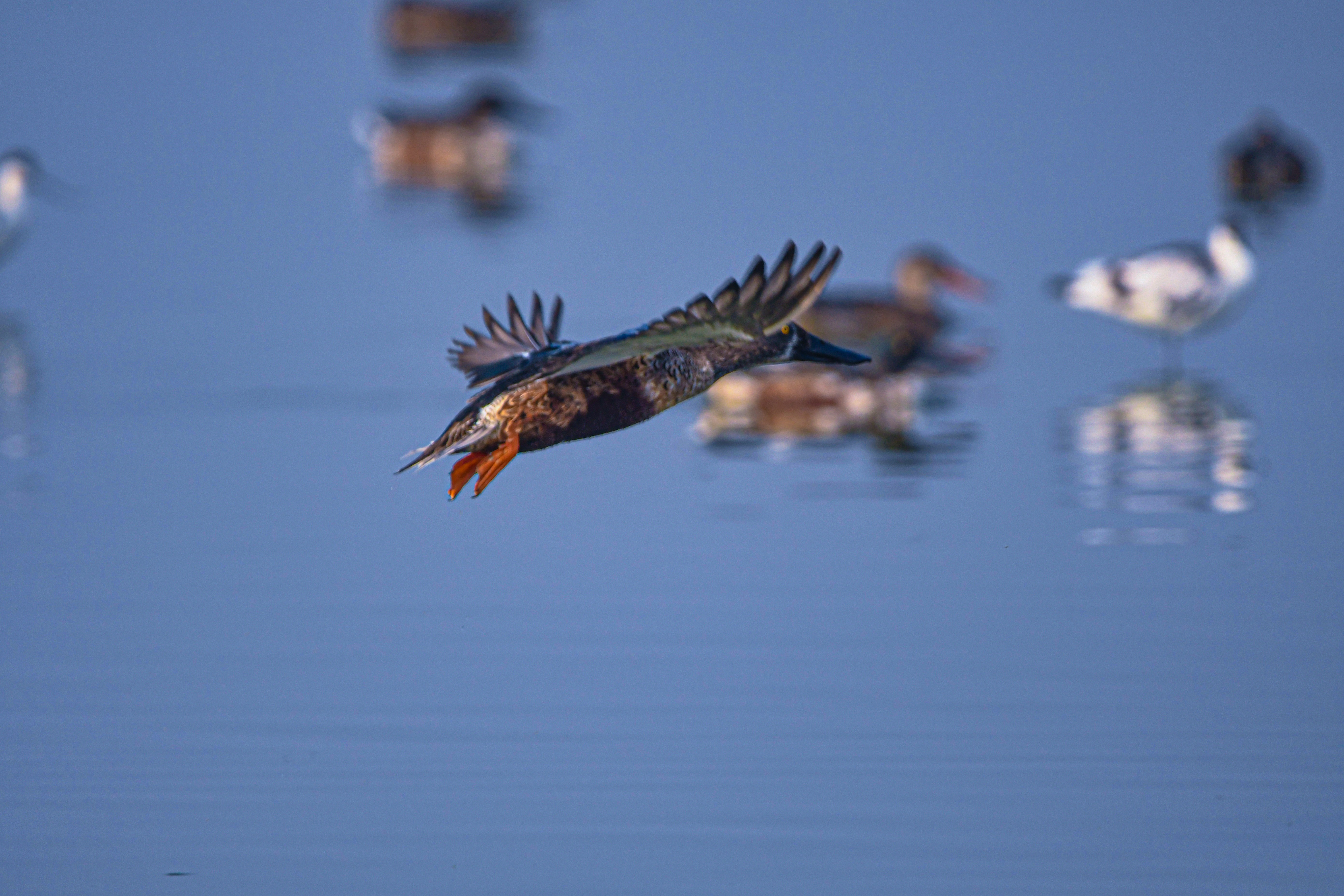 Midflight Majesty: A Heron Gliding Over a Quiet Lagoon