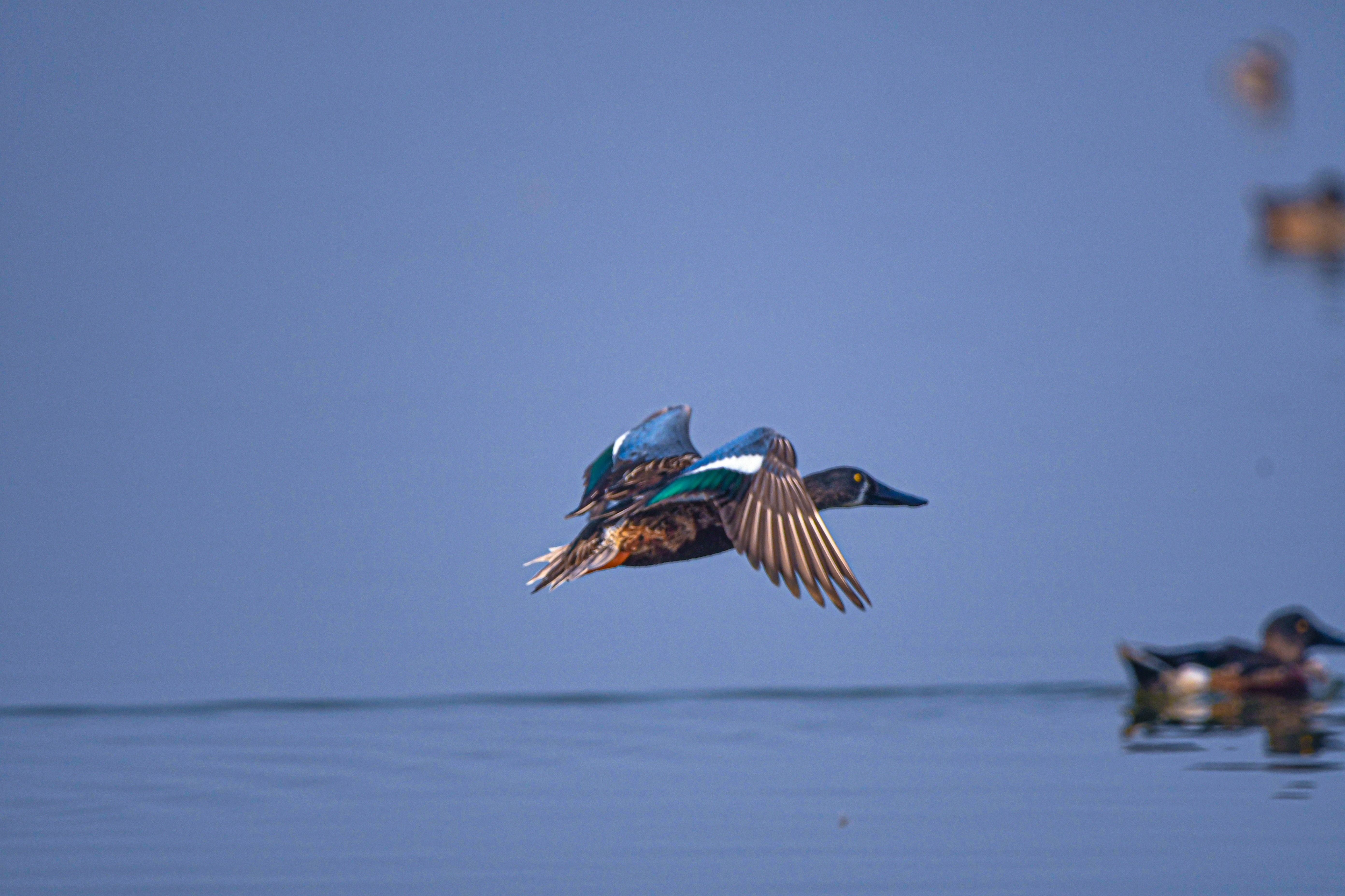 Blue-winged Dive: a kingfisher silhouette skims the lake at dawn