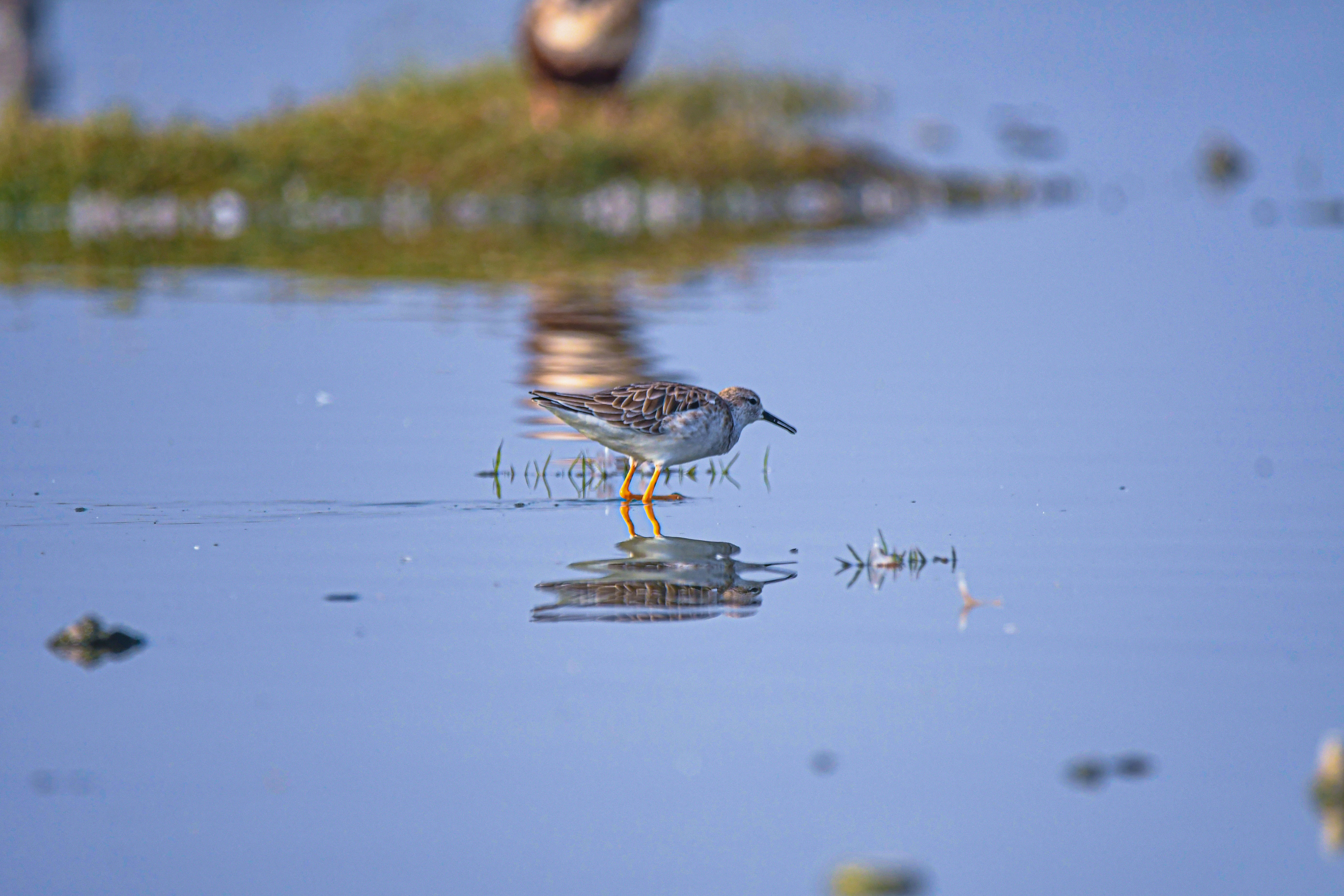 Reflected Wanderer: A Small Shorebird in Stilled Water