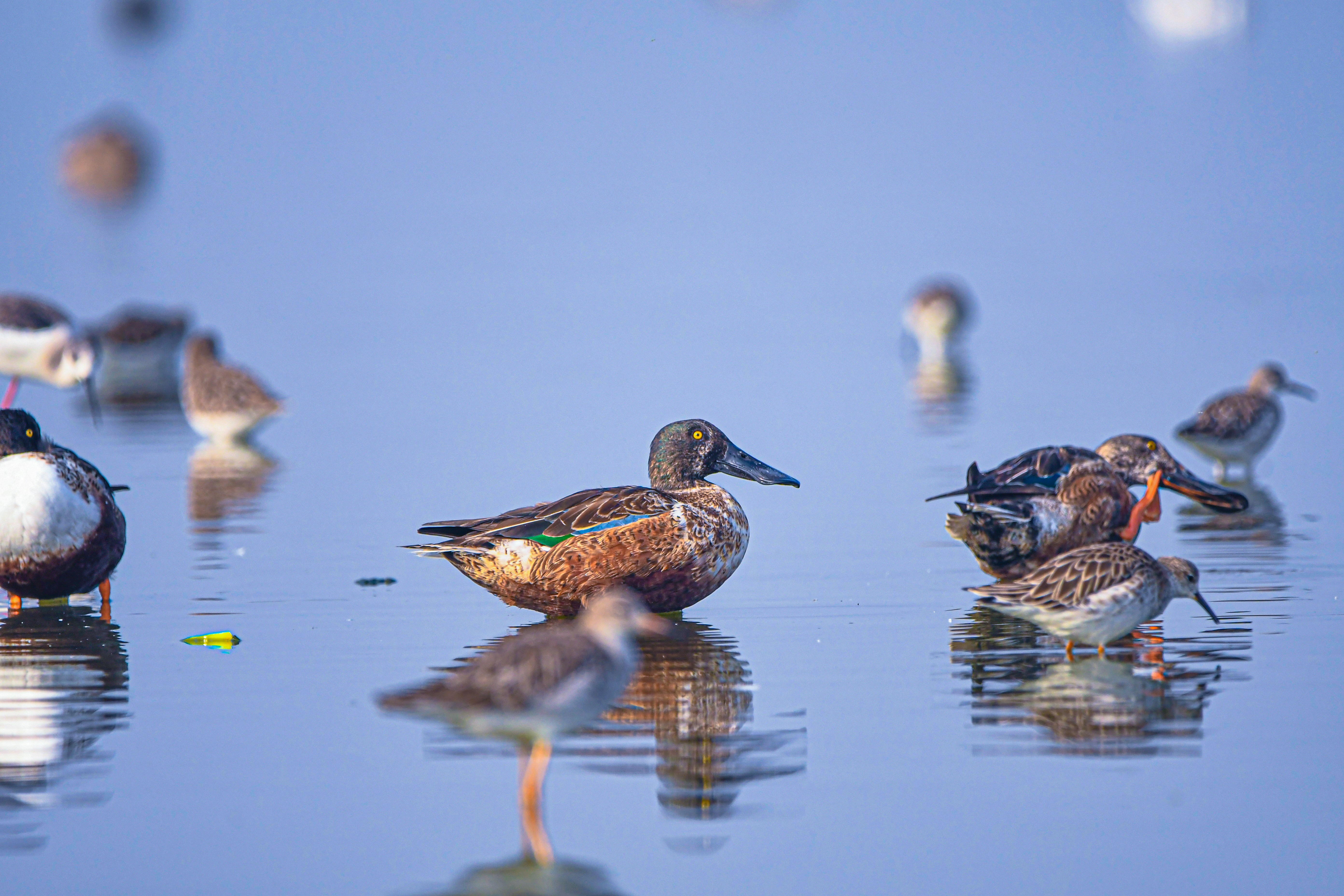 Center of Calm: A Mallard Cluster on Quiet Blue Reflections