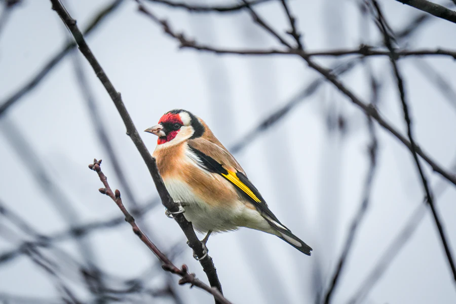Scarlet-faced goldfinch perched on a slender branch with a pale sky background; a close focus on the bird highlights plumage details and color contrast. This is a natural photograph of a bird, not a painting or illustration.