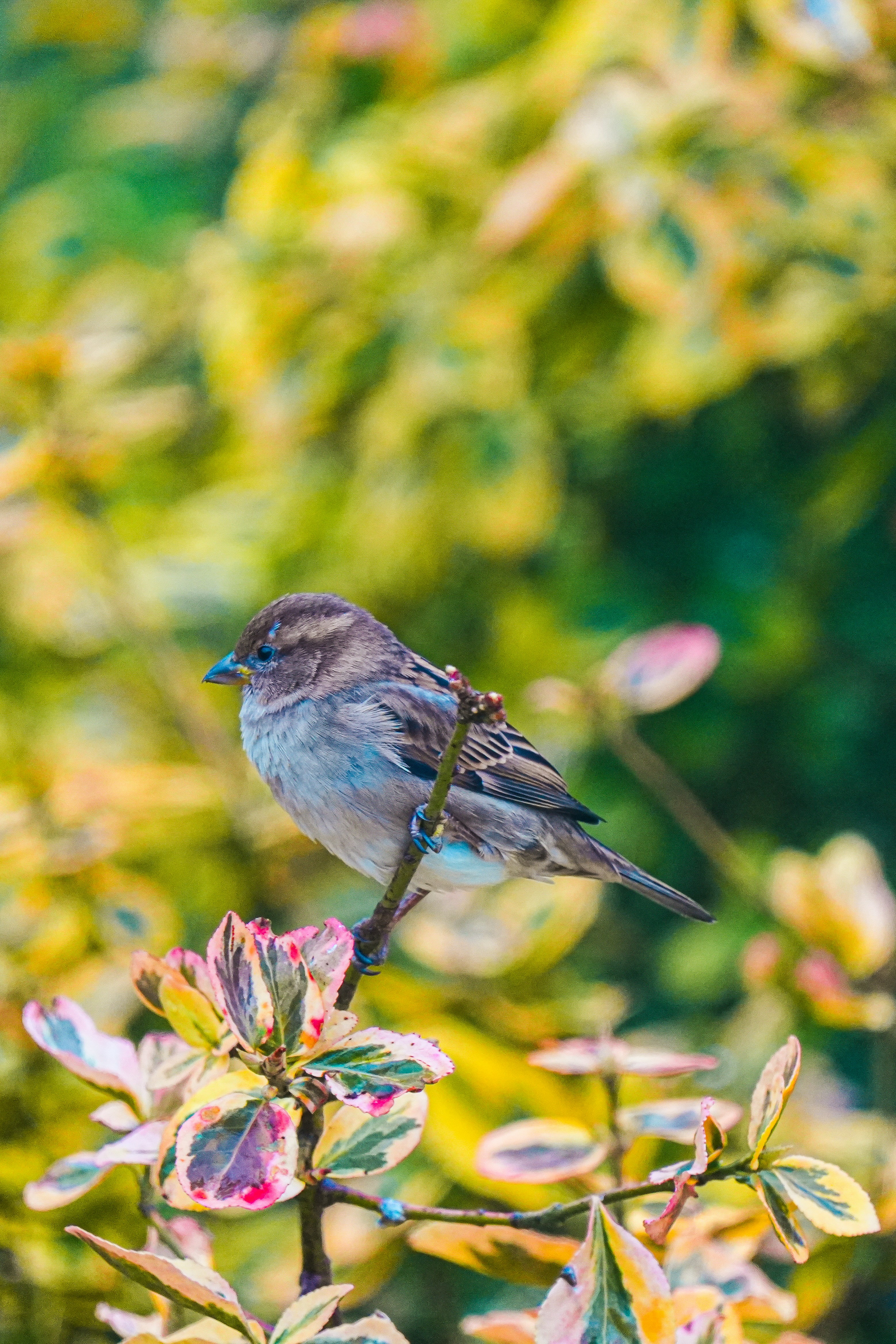 Photo by Nikola  Tomašić with Sony Alpha 7 IV