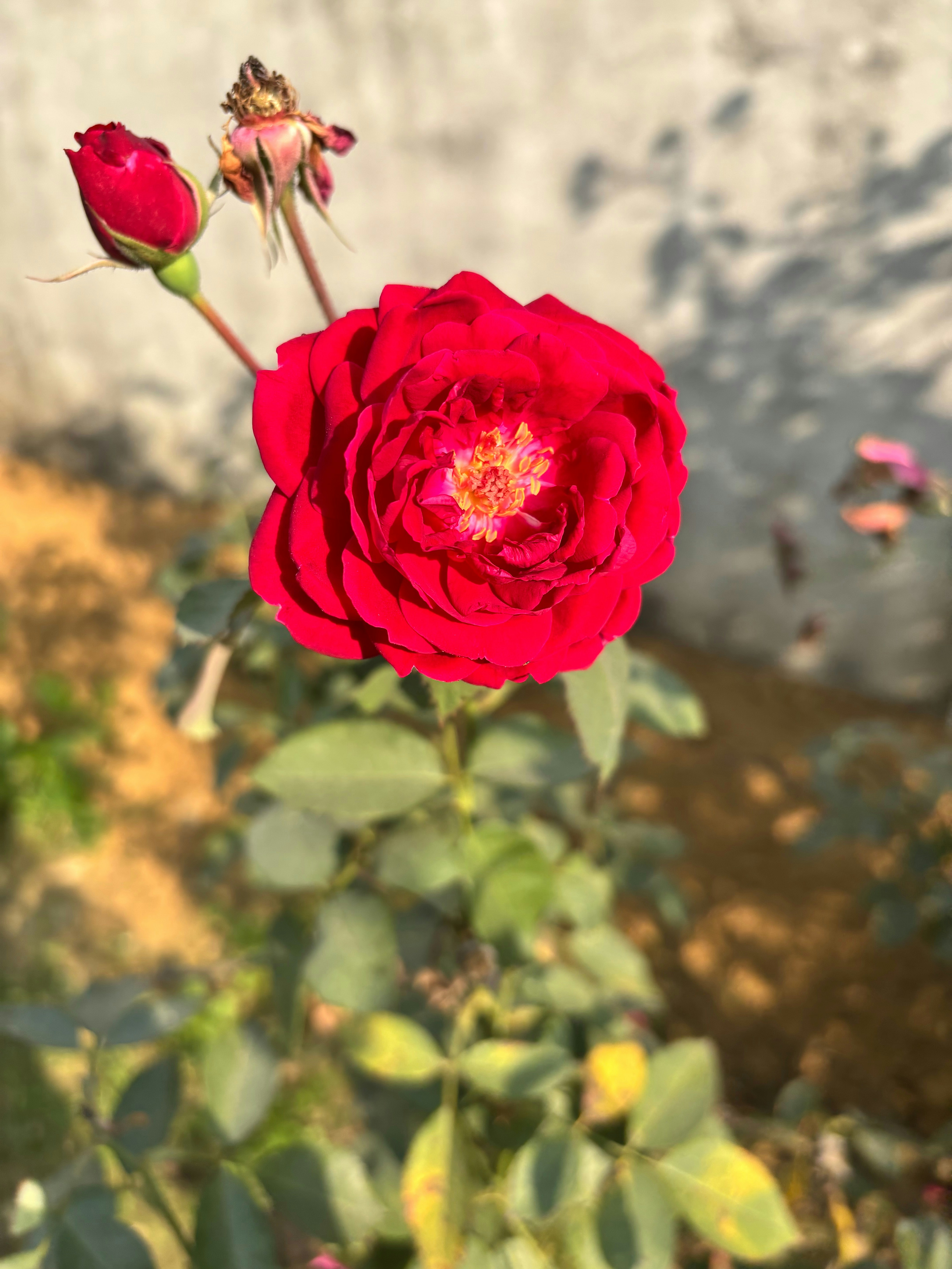 Rosy Bloom in Sharp Focus with Soft Garden Backdrop