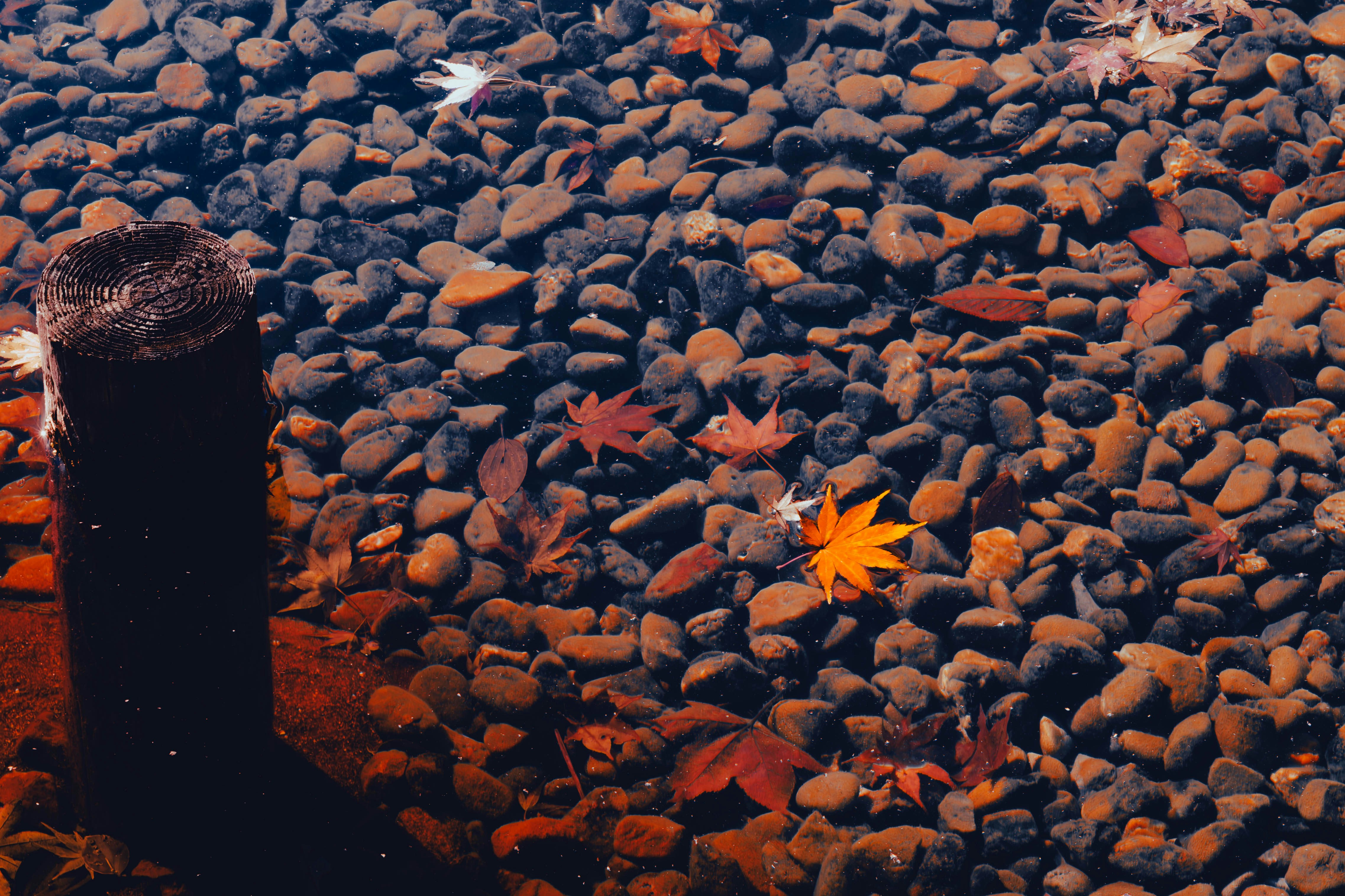Autumn on the Riverbed: A Cast of Leaves and a Weathered Post