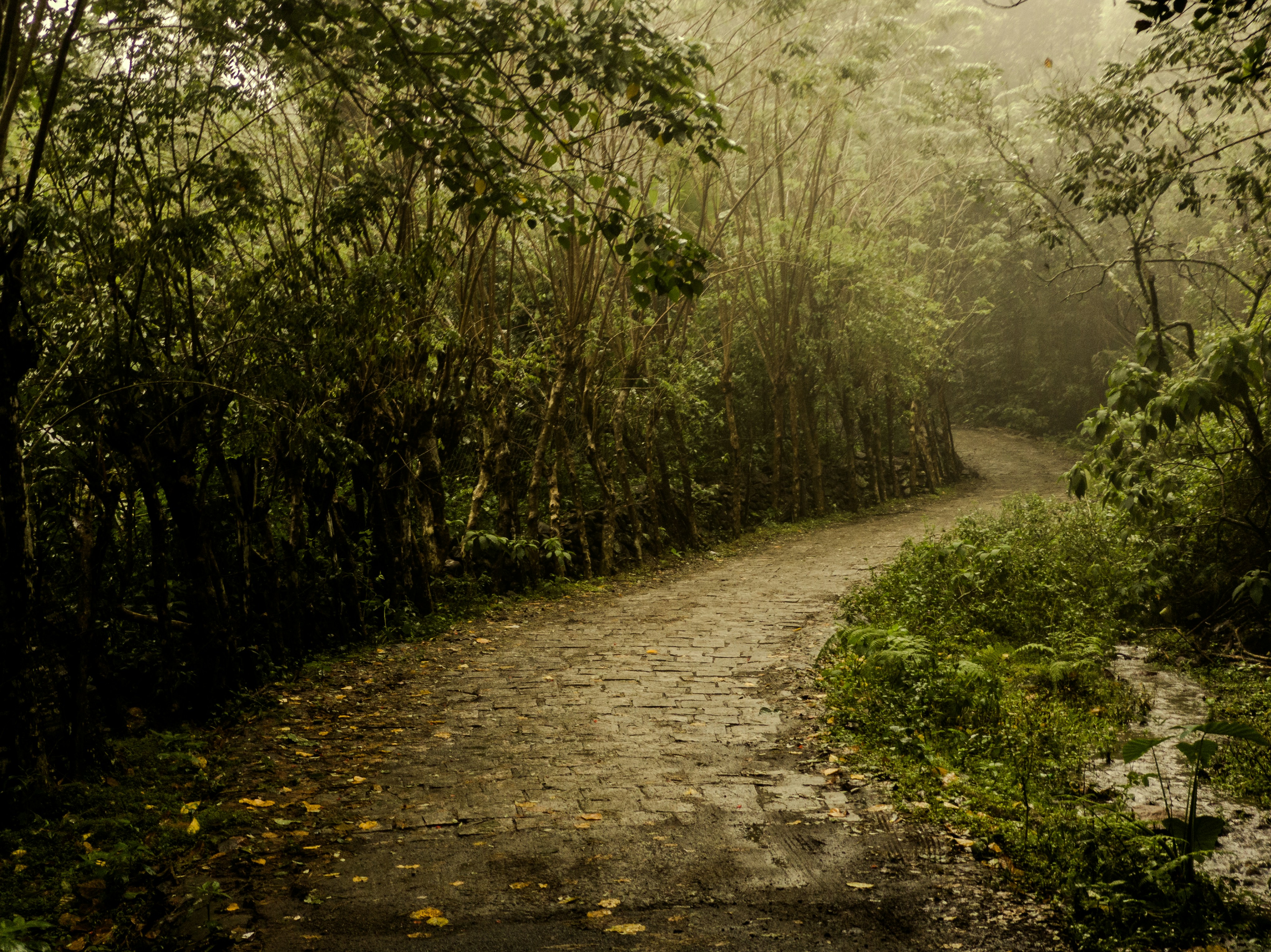 A beautiful walkway in the foggy forest