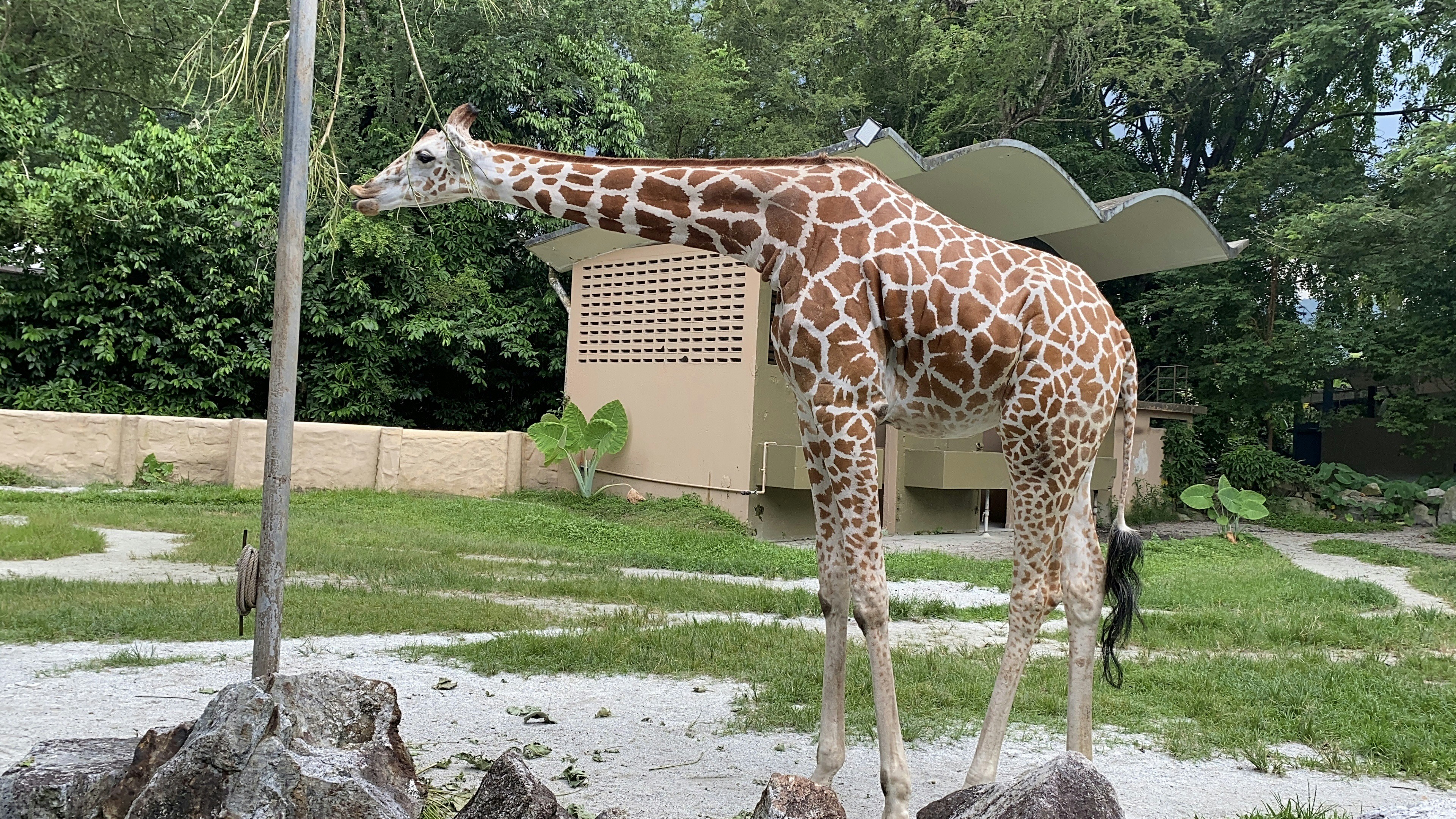 A giraffe stretches its long neck to feed inside a lush, green Zoo Negara, Kuala Lumpur, Malaysia enclosure. Its distinctive patterned coat stands out against the surrounding trees and natural habitat, capturing the calm and graceful nature of this majestic animal.