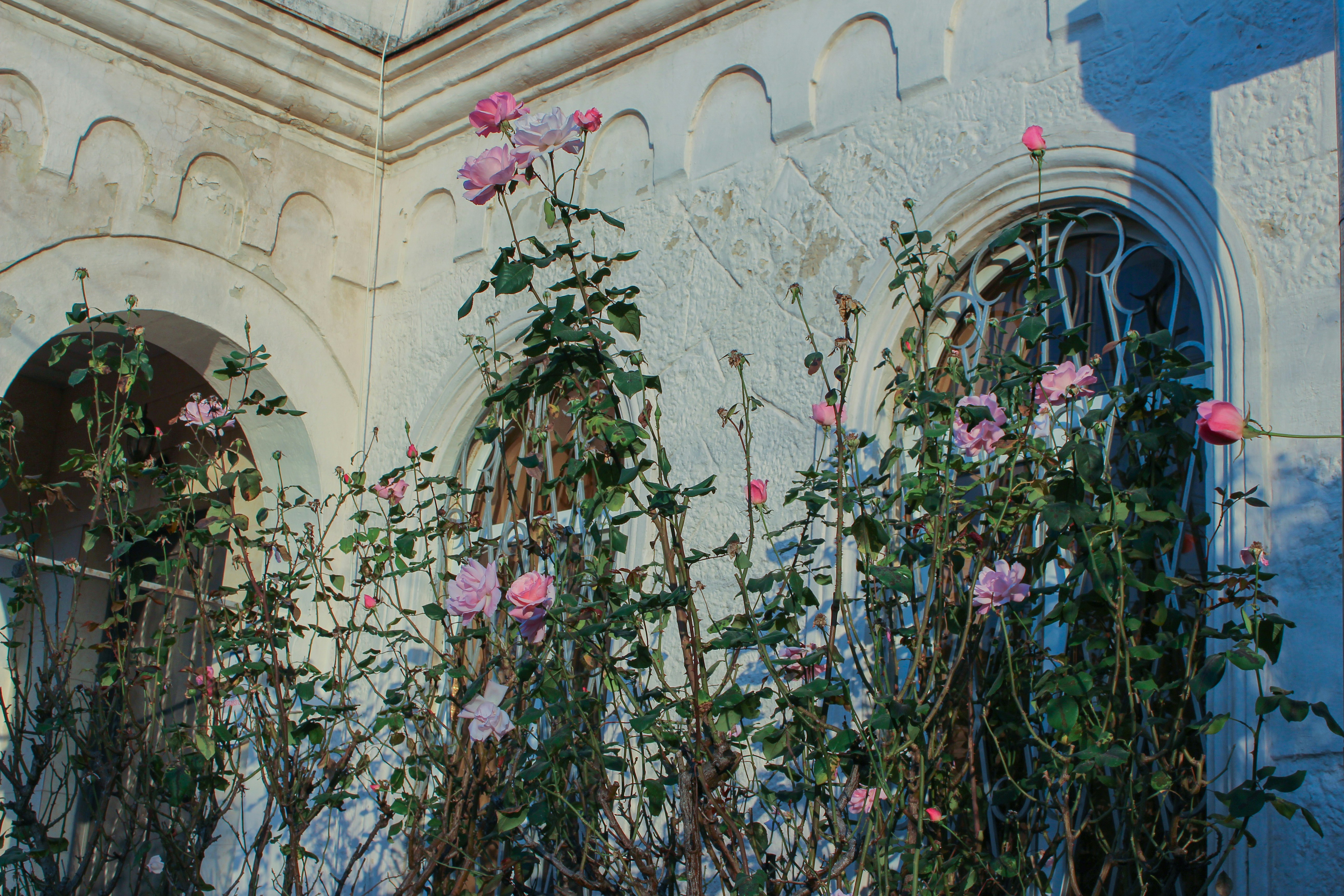 Photo by Elina Ayupova with Canon EOS 650D