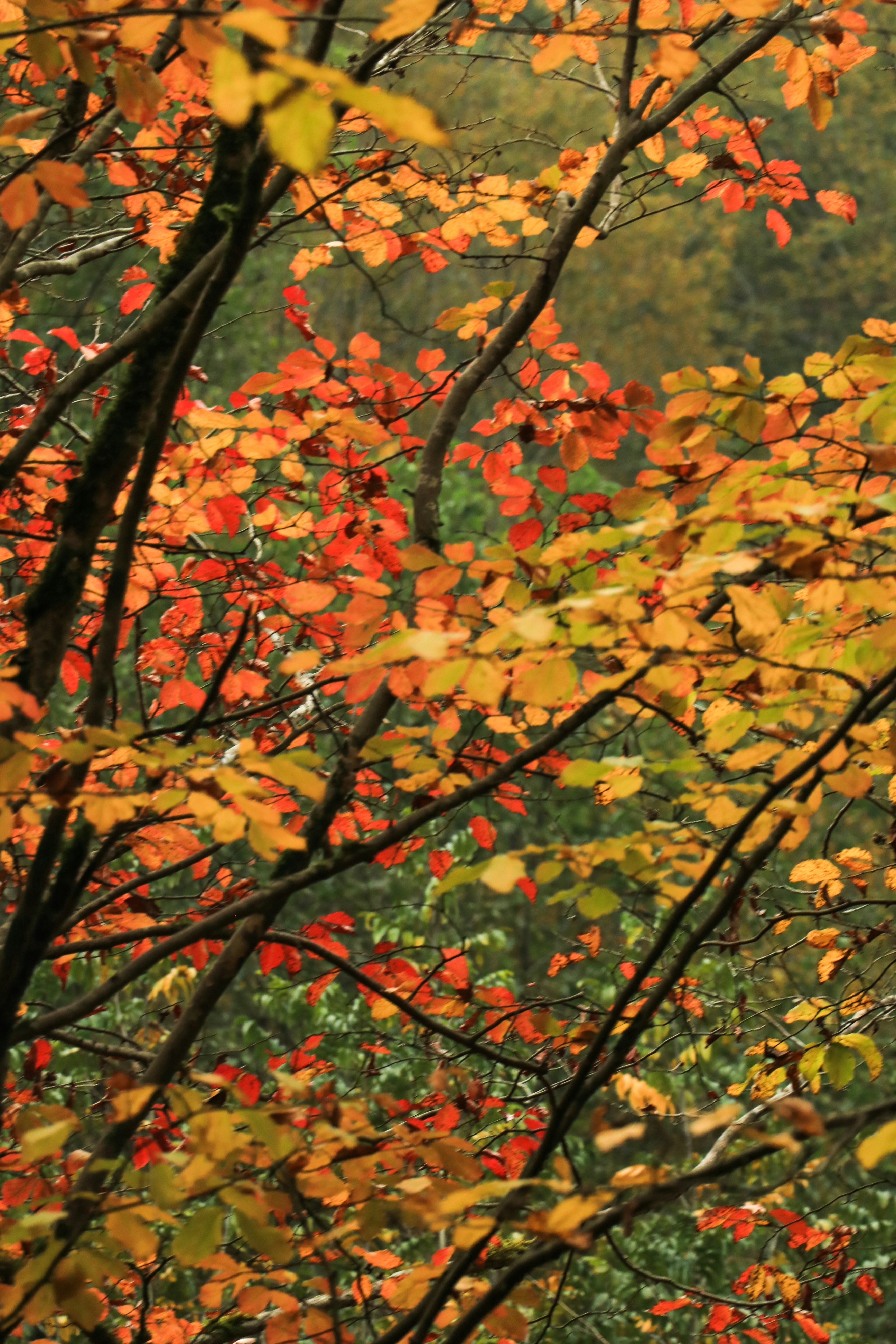 Photo by Shiva Mardahi with Canon EOS 80D