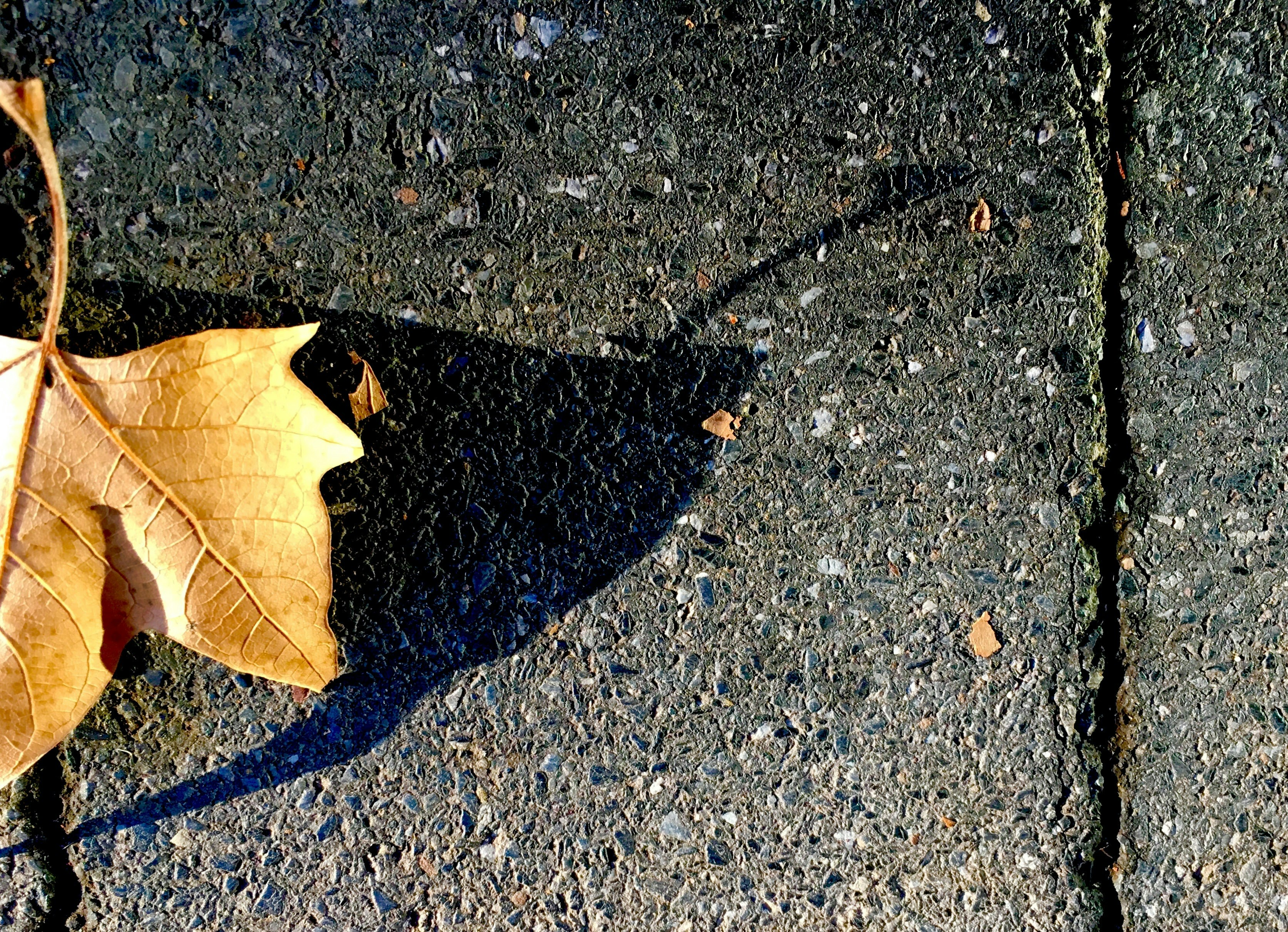 Photo by Russell Bradbury-Carlin with Apple iPhone 6s