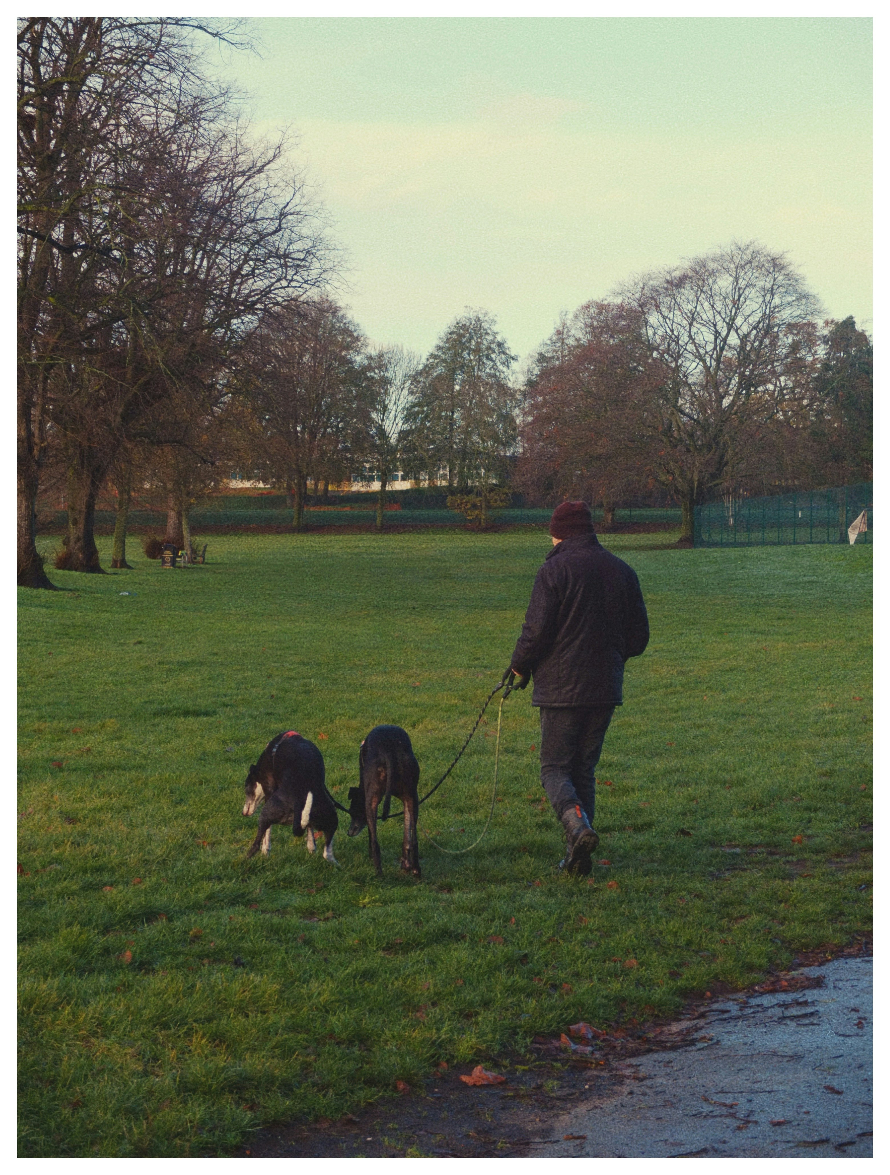 Winter Stroll: A Man and His Dogs Across a Quiet Park