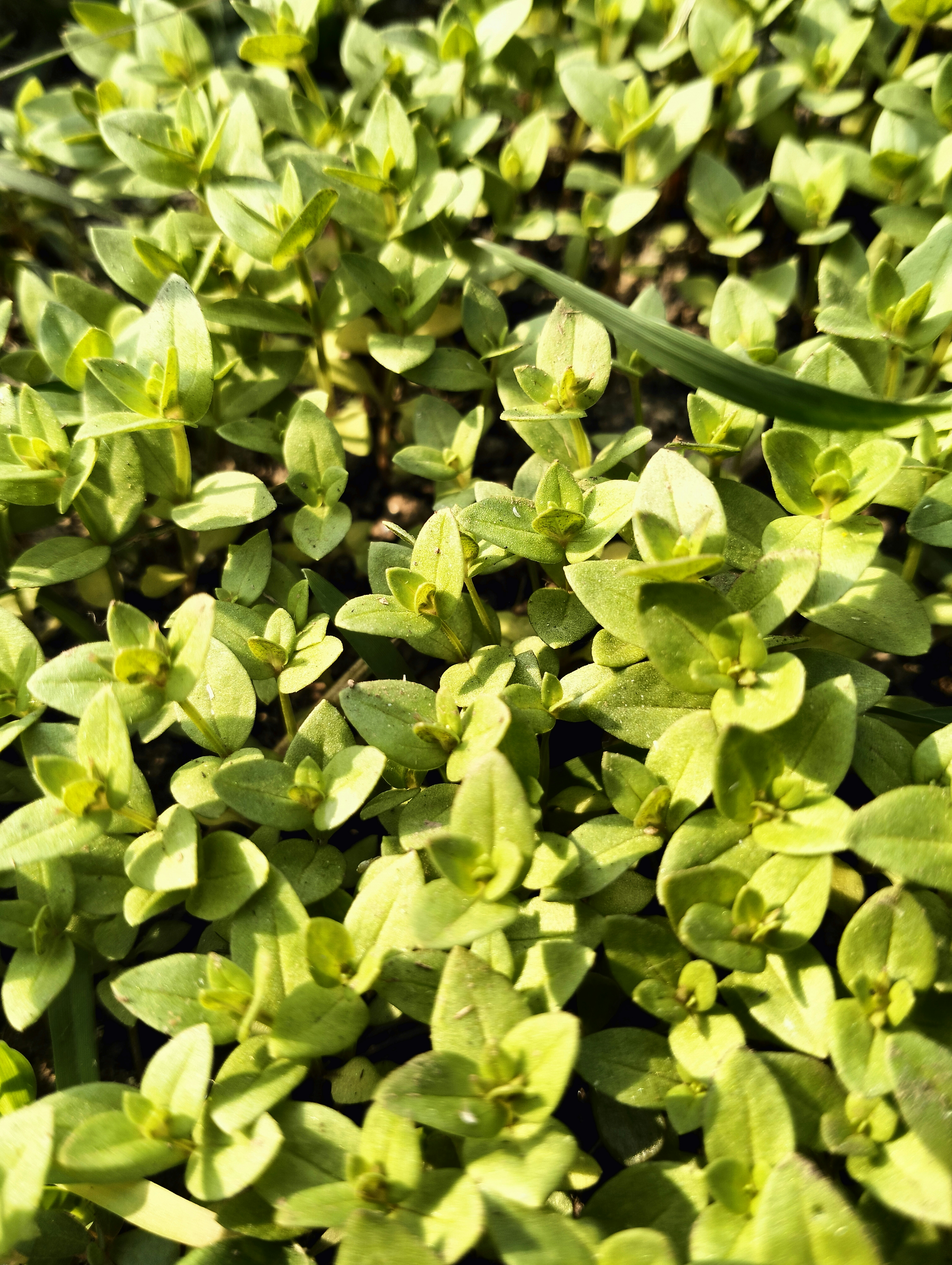 Photo by IMJM with Oppo A96