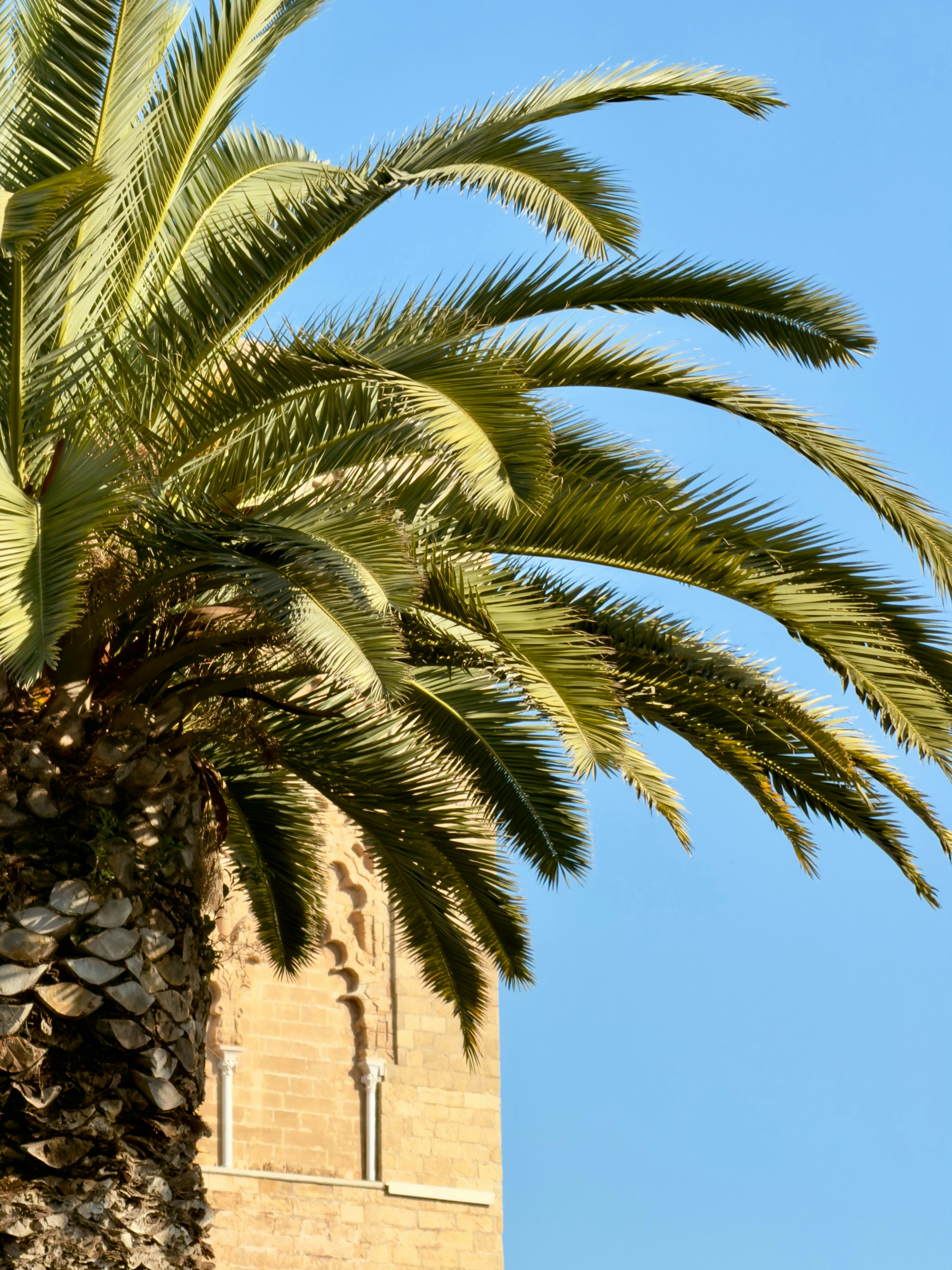 Sunlit Palm Fronds Against a Clear Sky