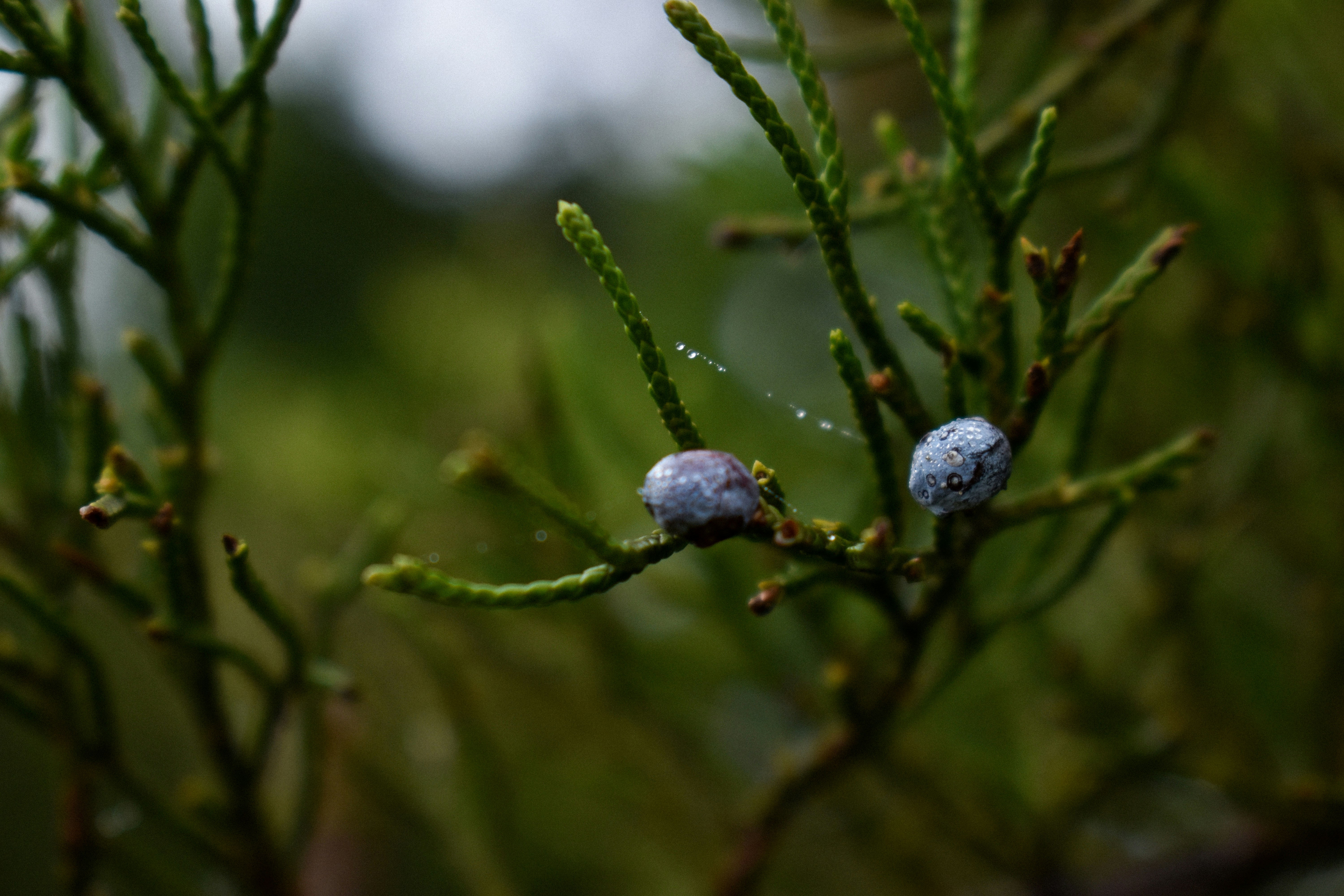 Blue Berries on a Wet Juniper: Quiet Stillness Amid Green Blur