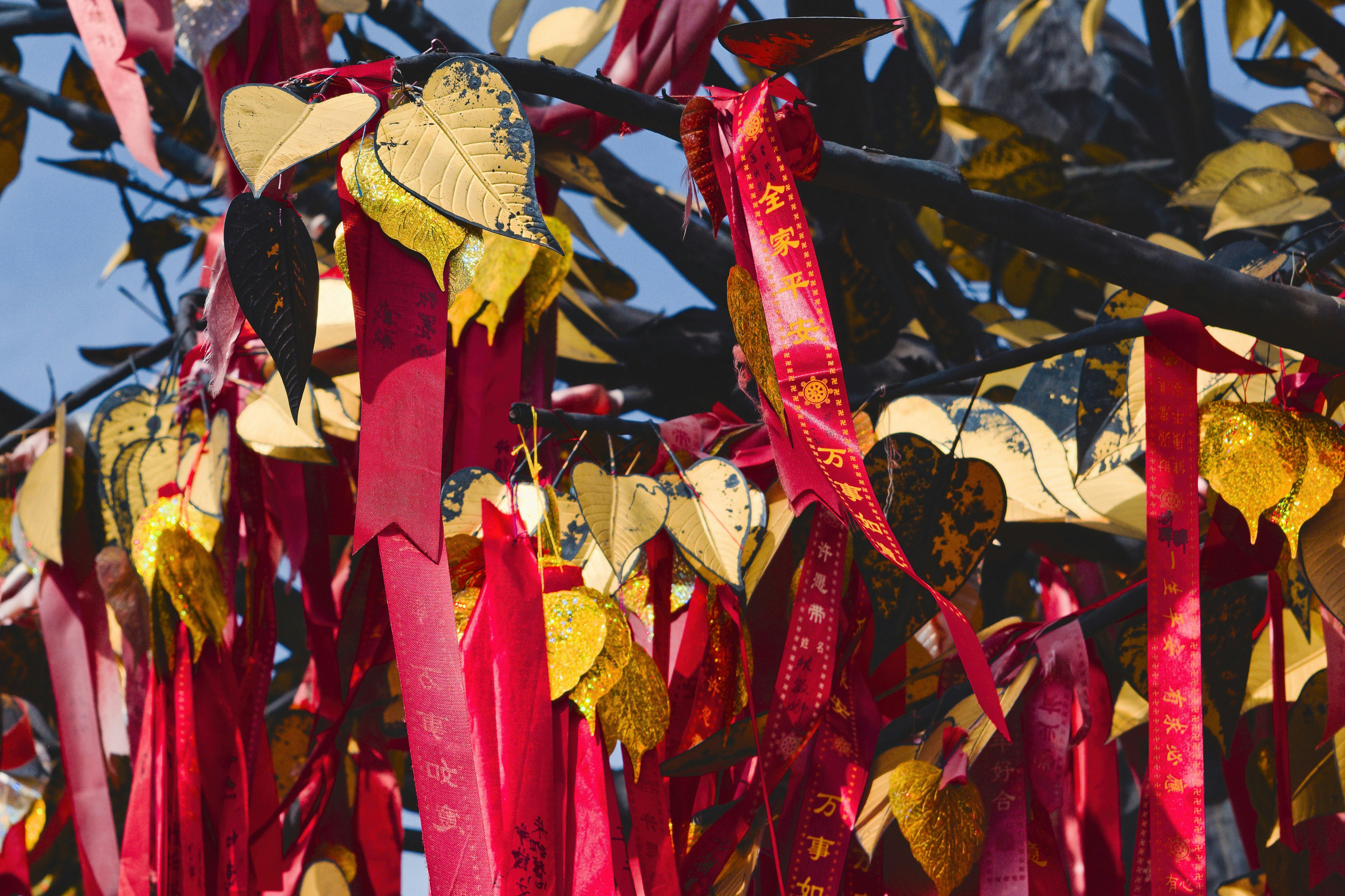 Ribboned wishes on a sunlit branch