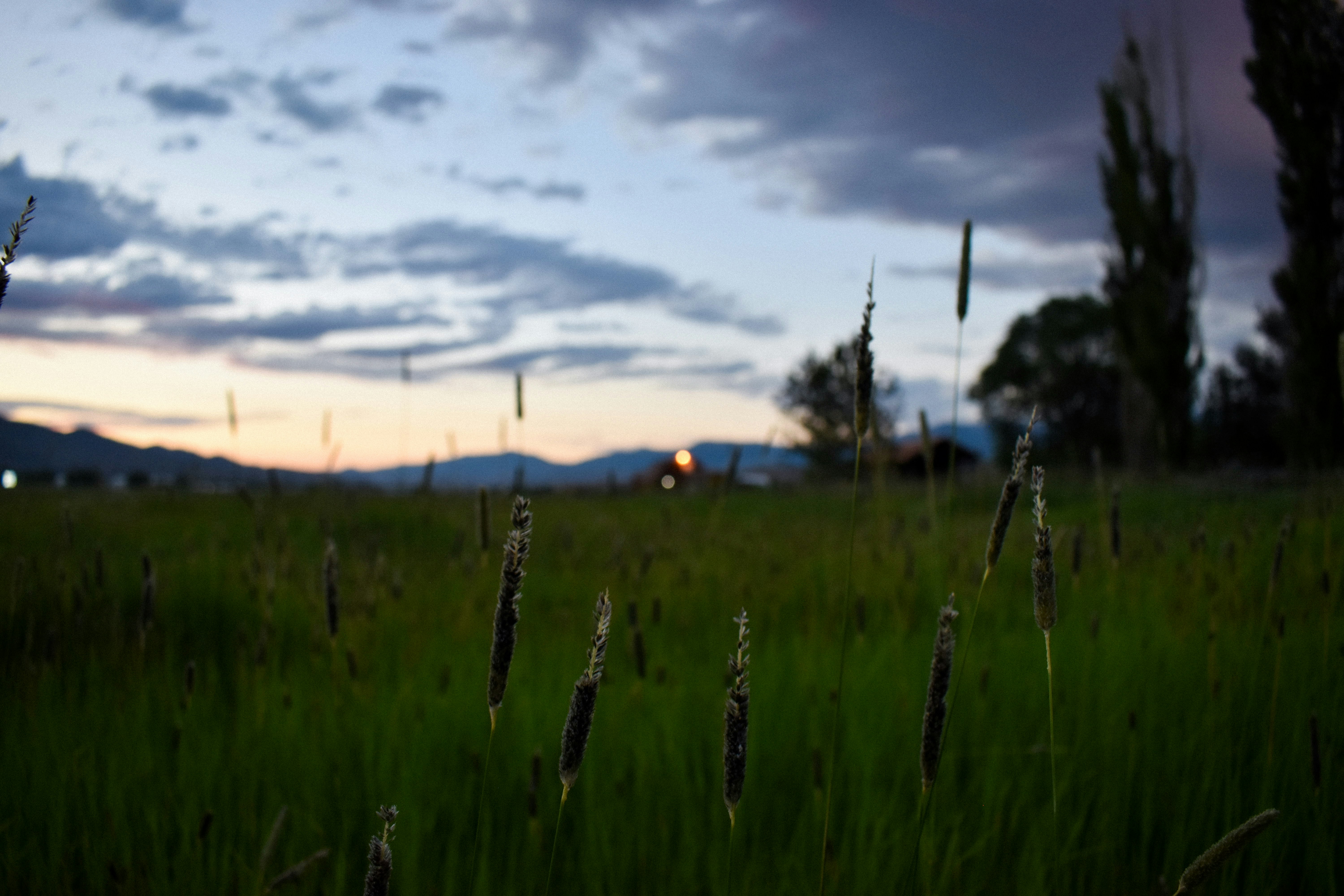 Evening Grassland: Soft Light Between Reeds and Distant Hills