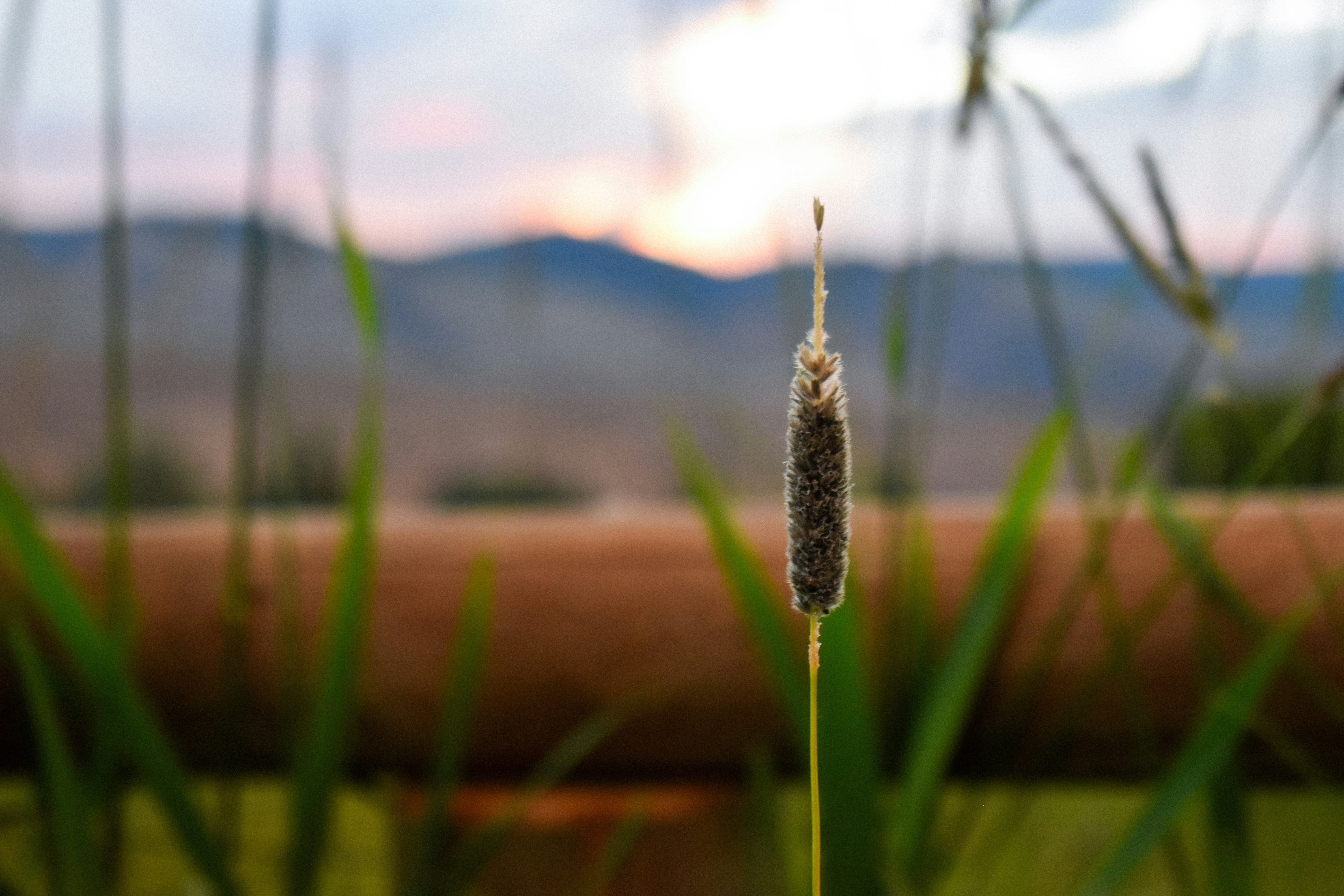 Single cattail against a blurred horizon at sunset