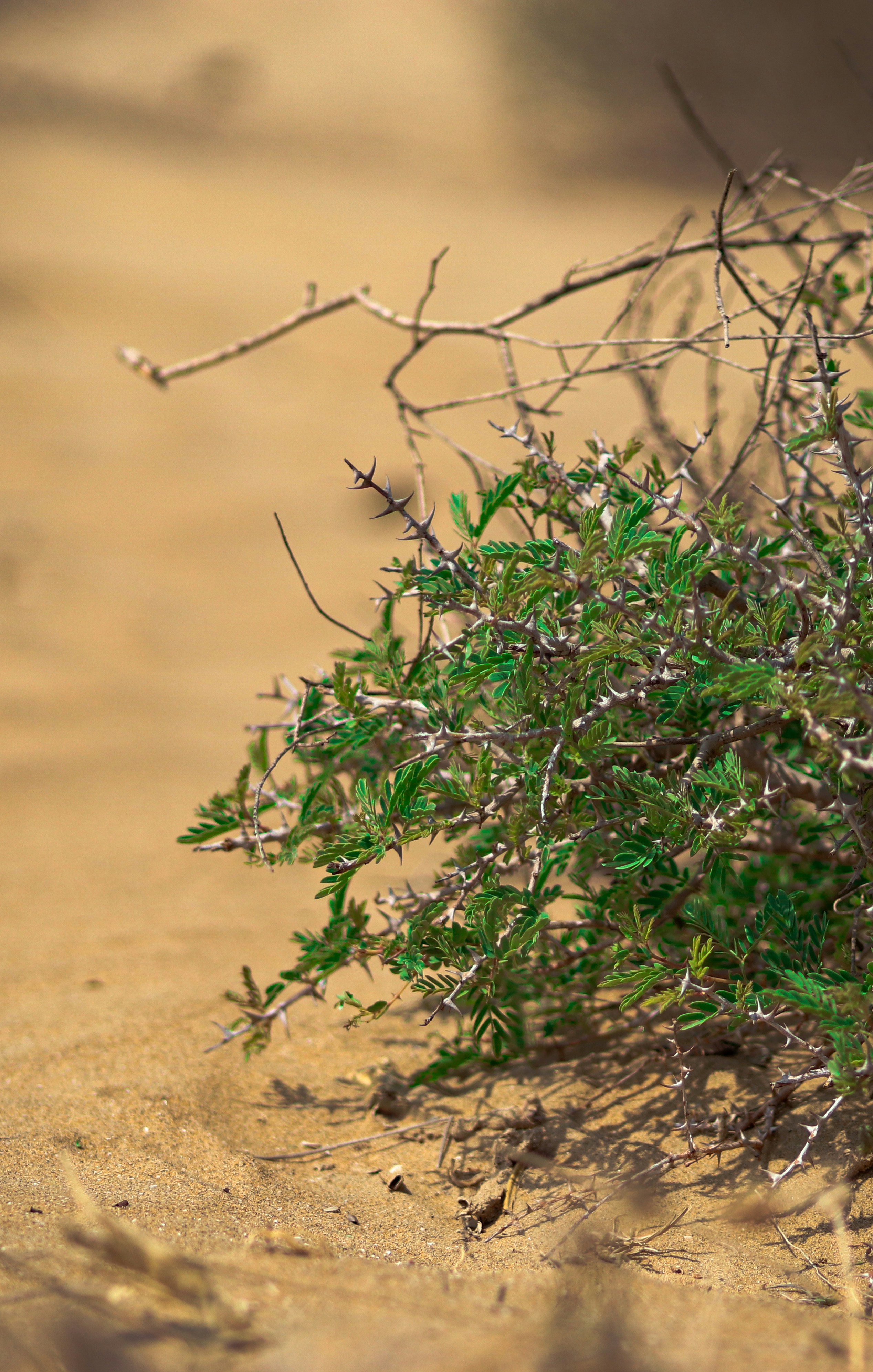 Desert Green: A resilient shrub in wind-swept dunes