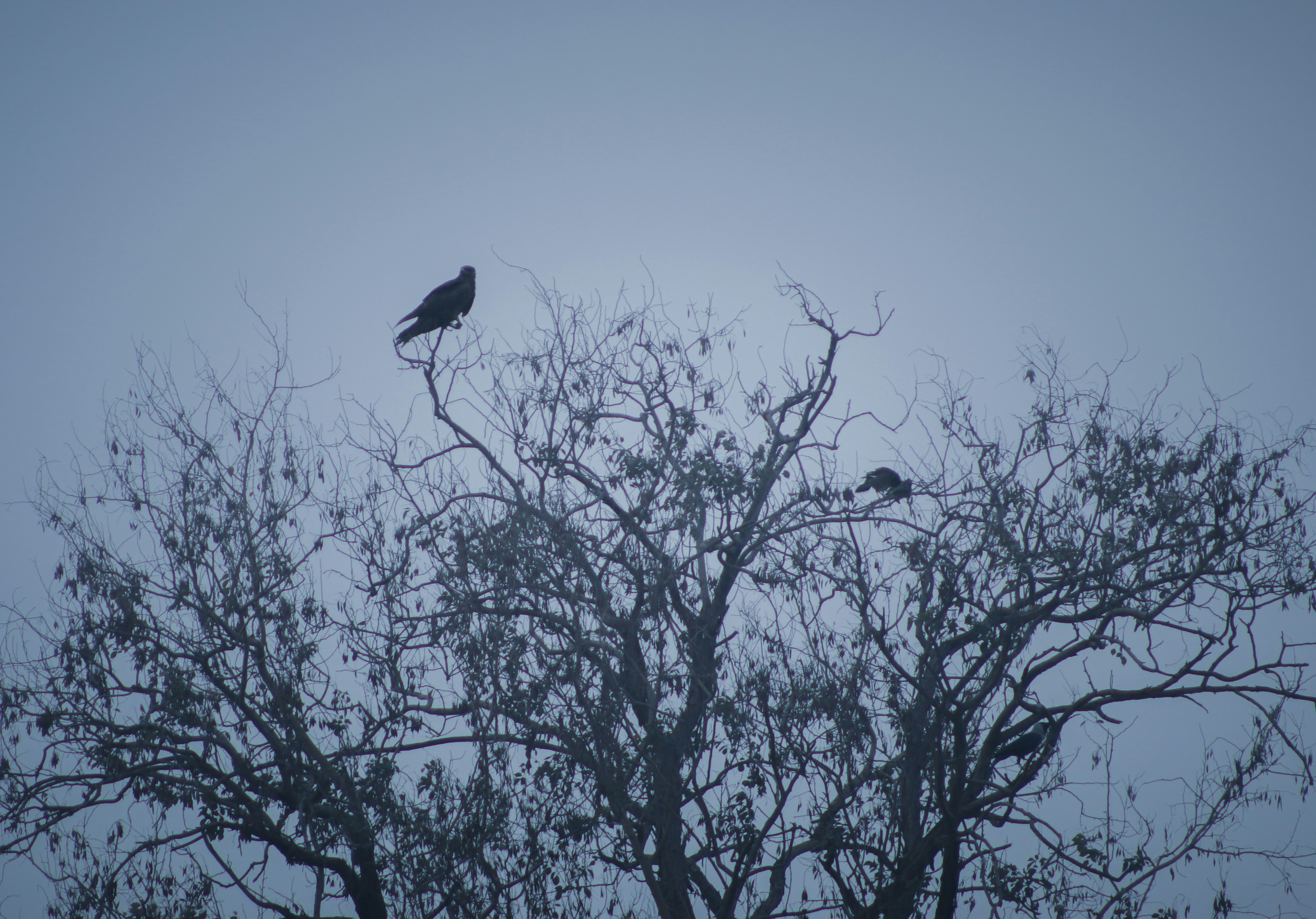 Photo by Mirza Zubair with Canon EOS 200D