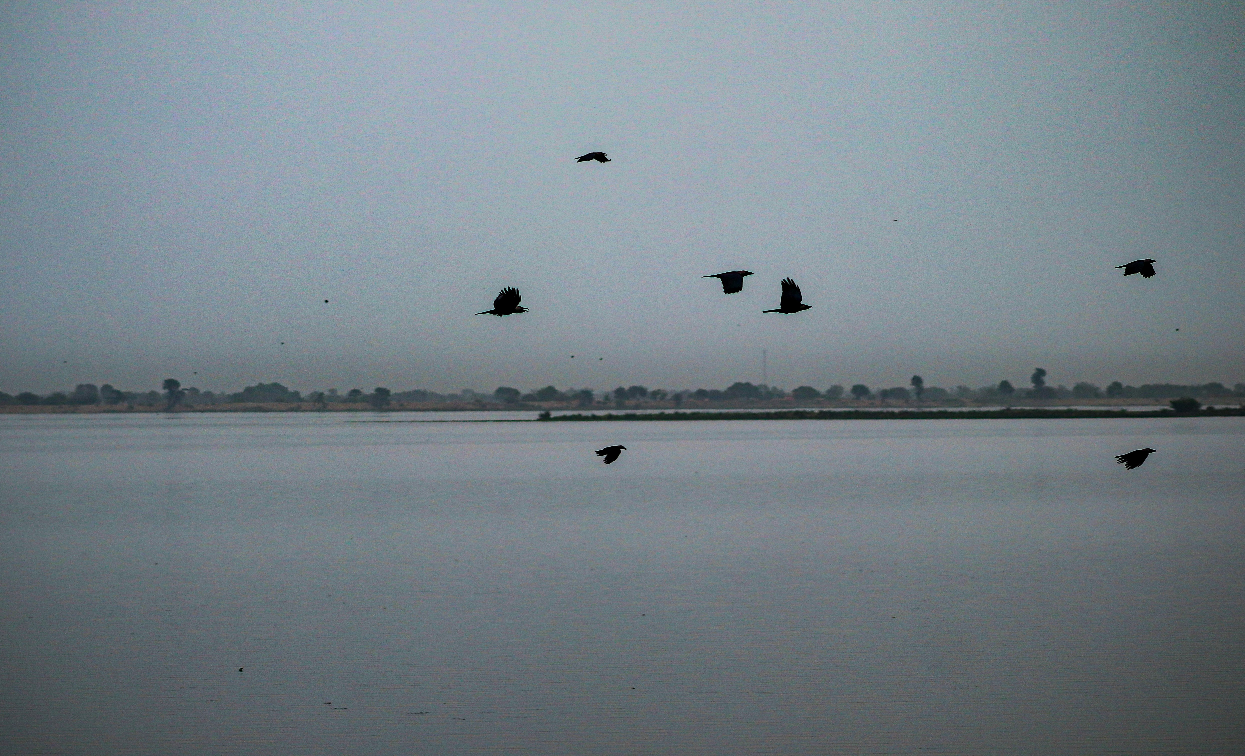 Silhouettes in Flight Over a Quiet Wetland