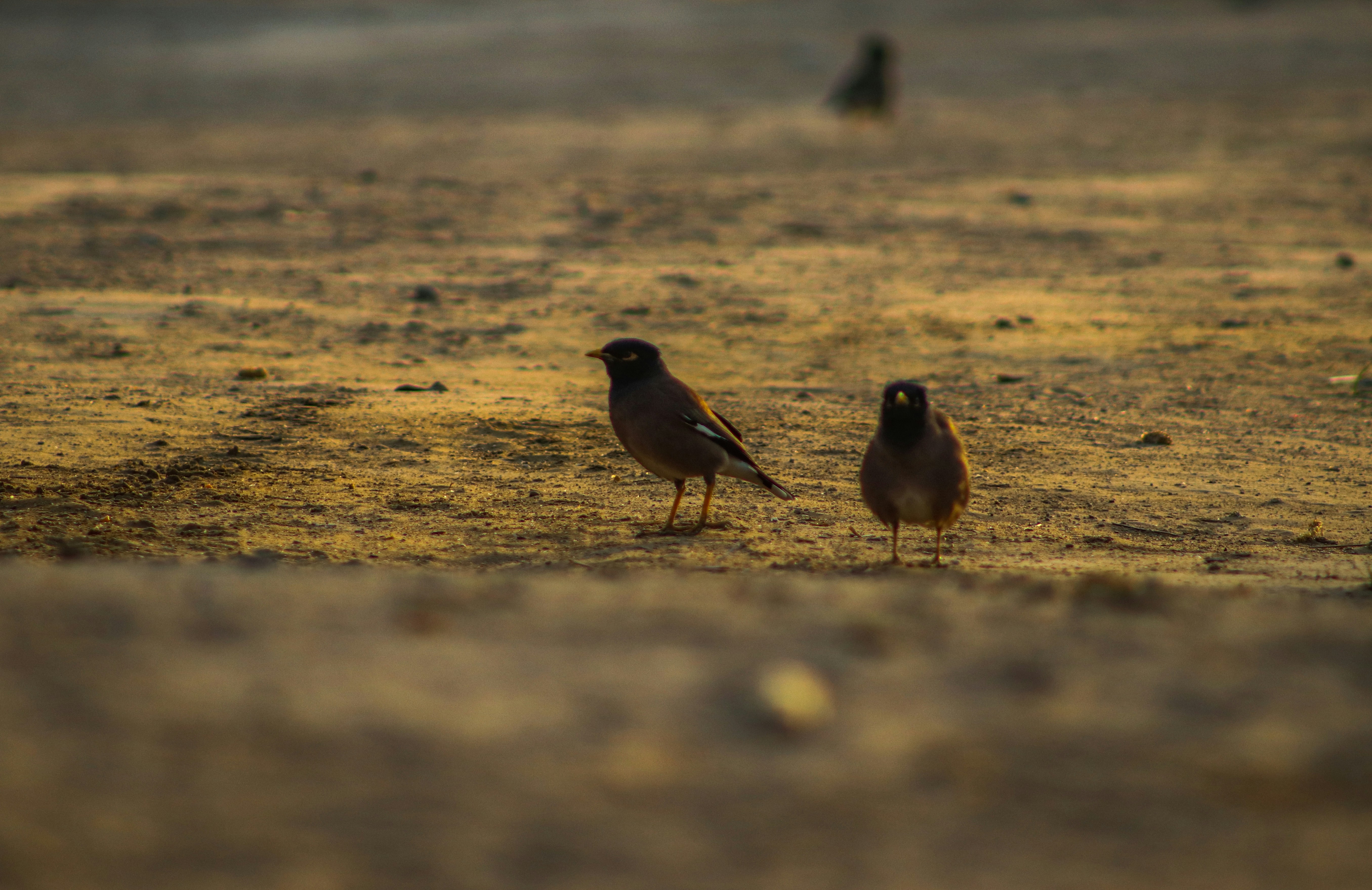 Two Sandpipers on a Quiet Tidal Plain at Golden Hour