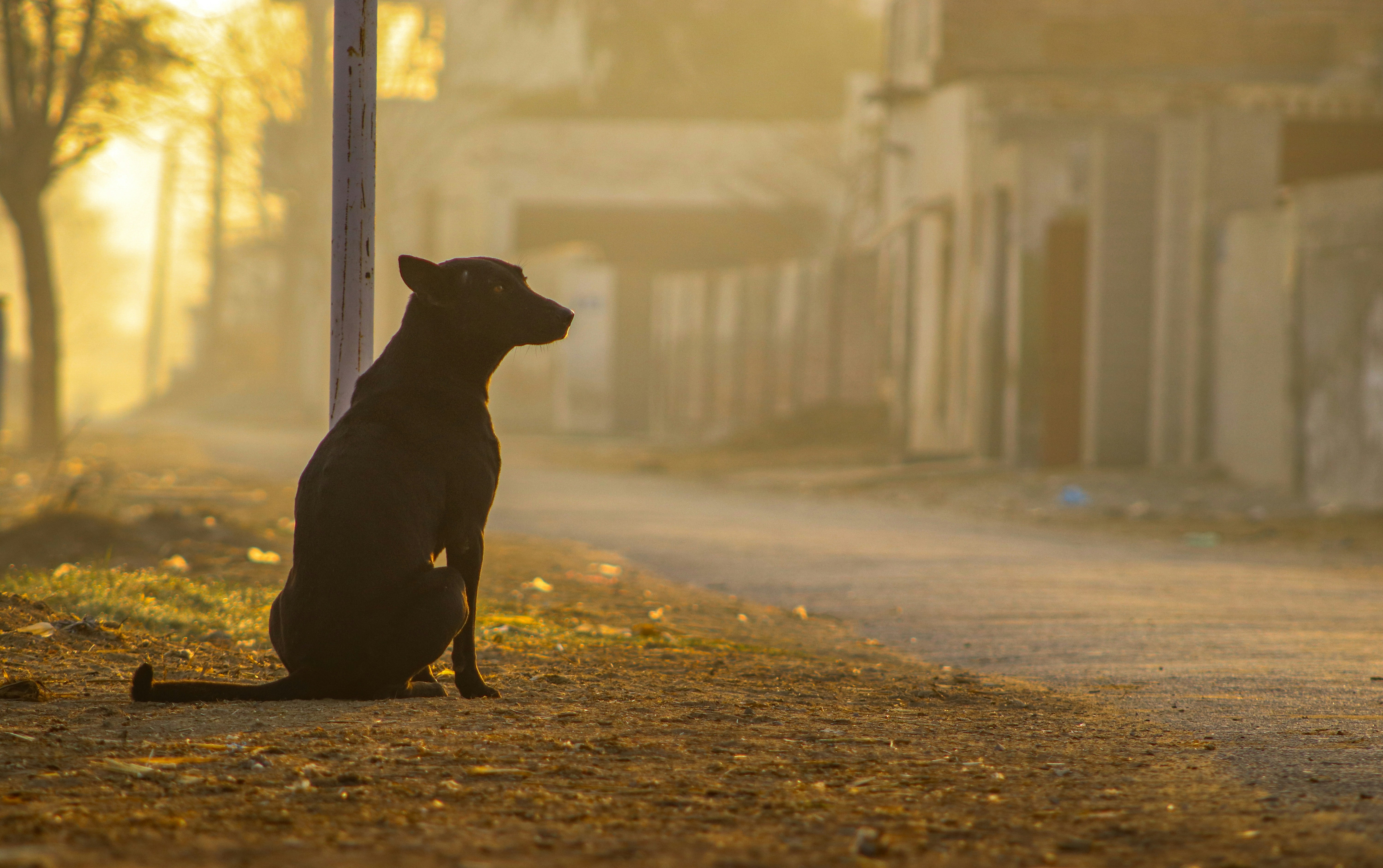 Photo by Mirza Zubair with Canon EOS 200D