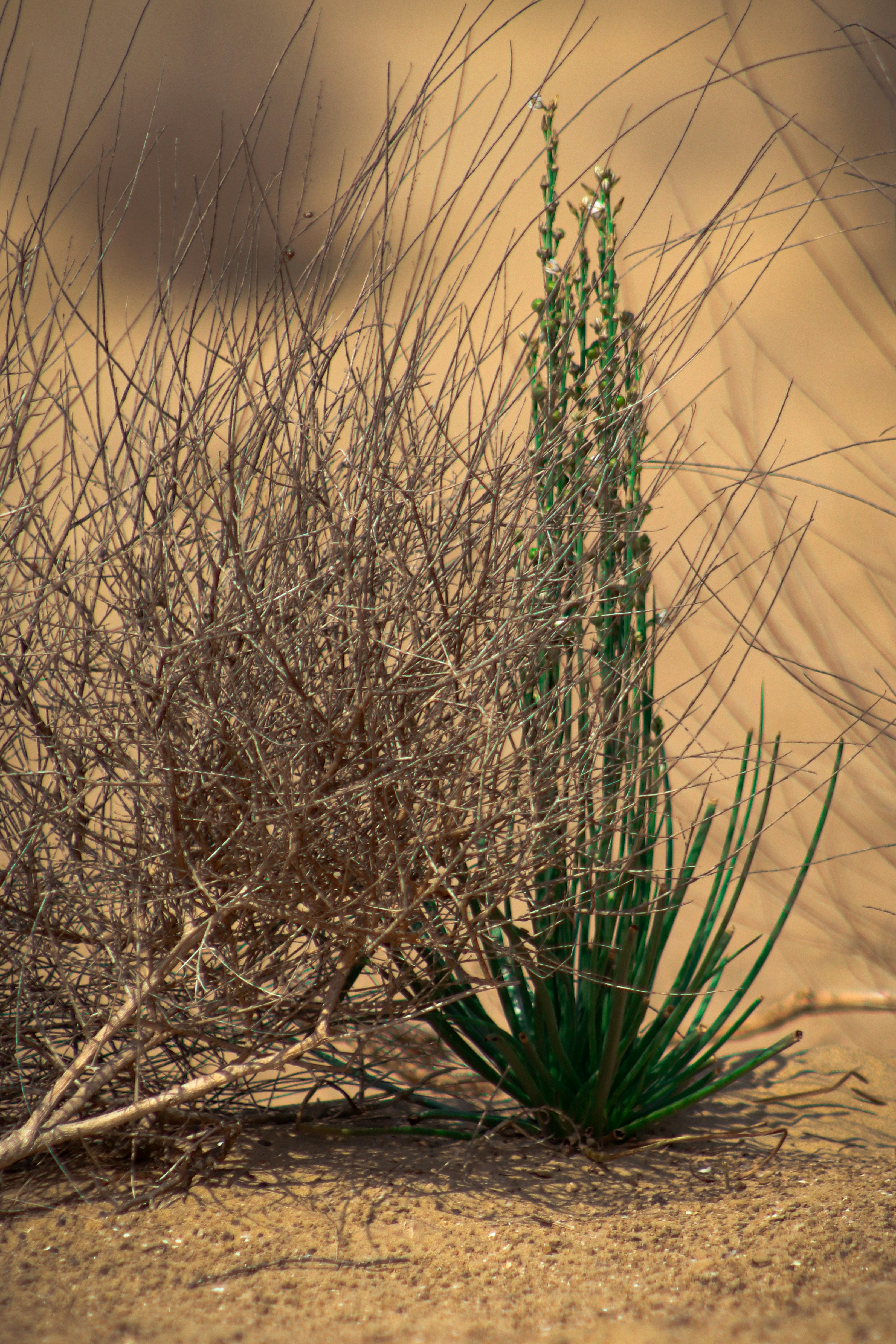 Photo by Mirza Zubair with Canon EOS 200D