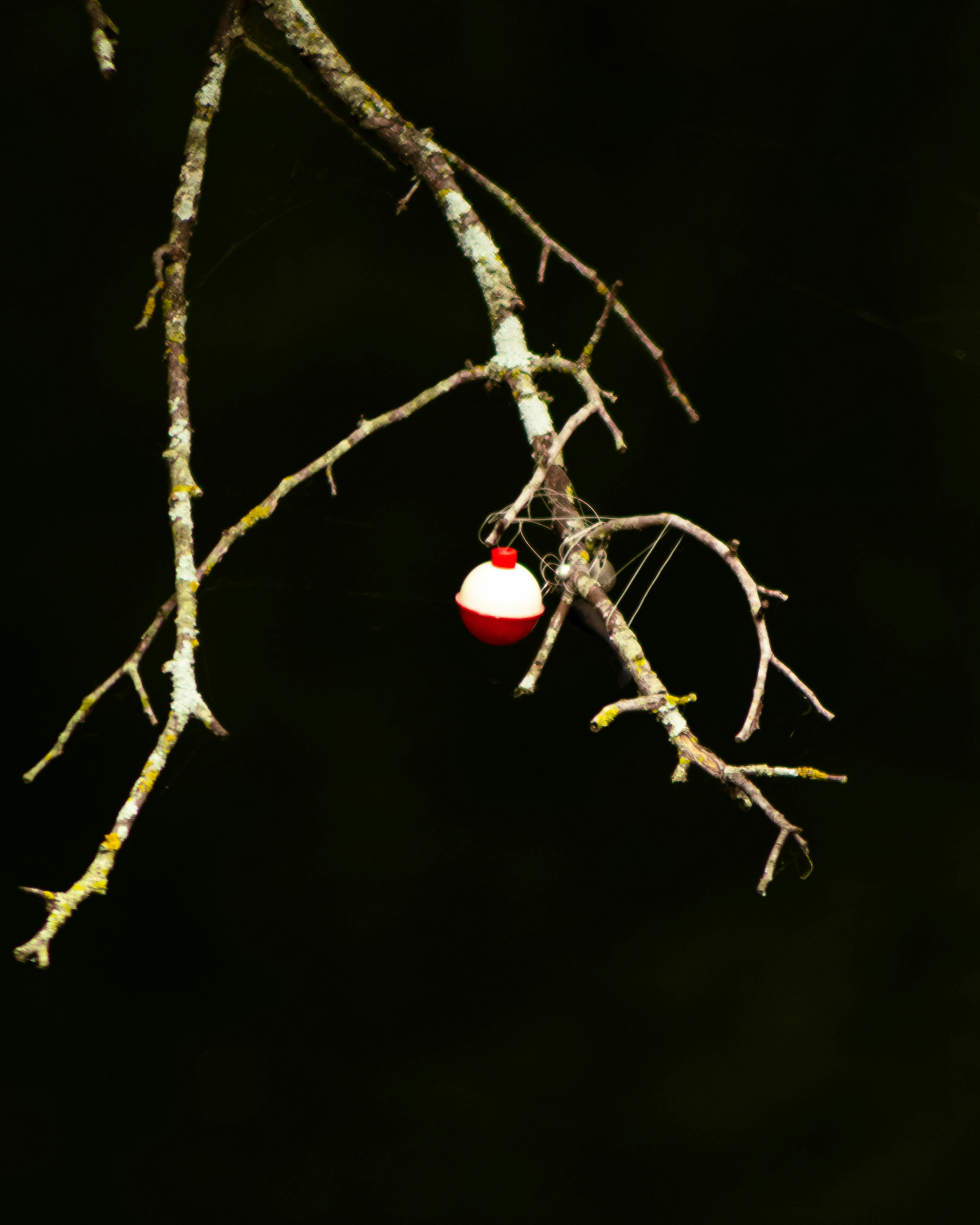Dark photograph of a red and white fishing bob wrapped around a tree branch.