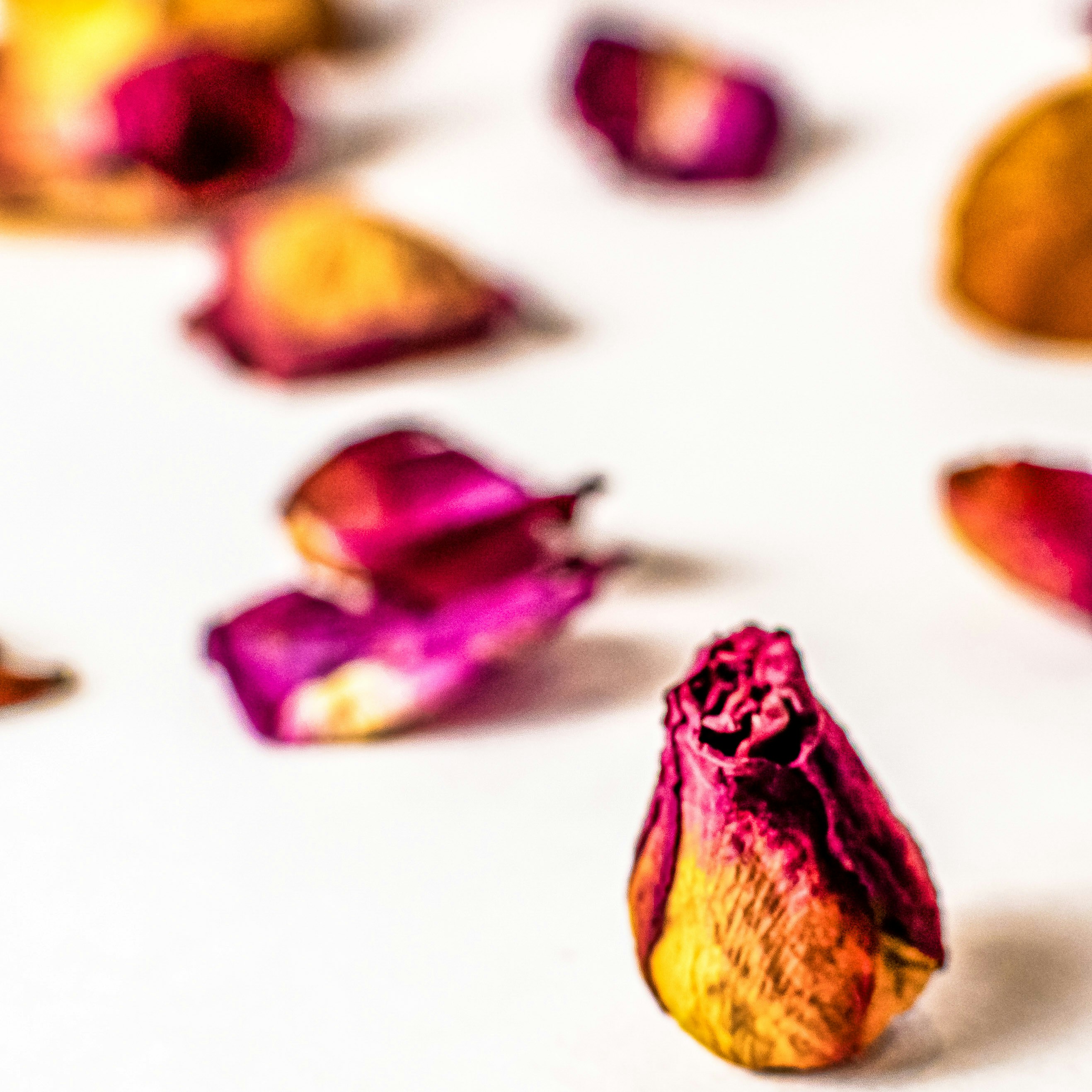 Dried Rose Petals Pictures | Download Free Images on Unsplash