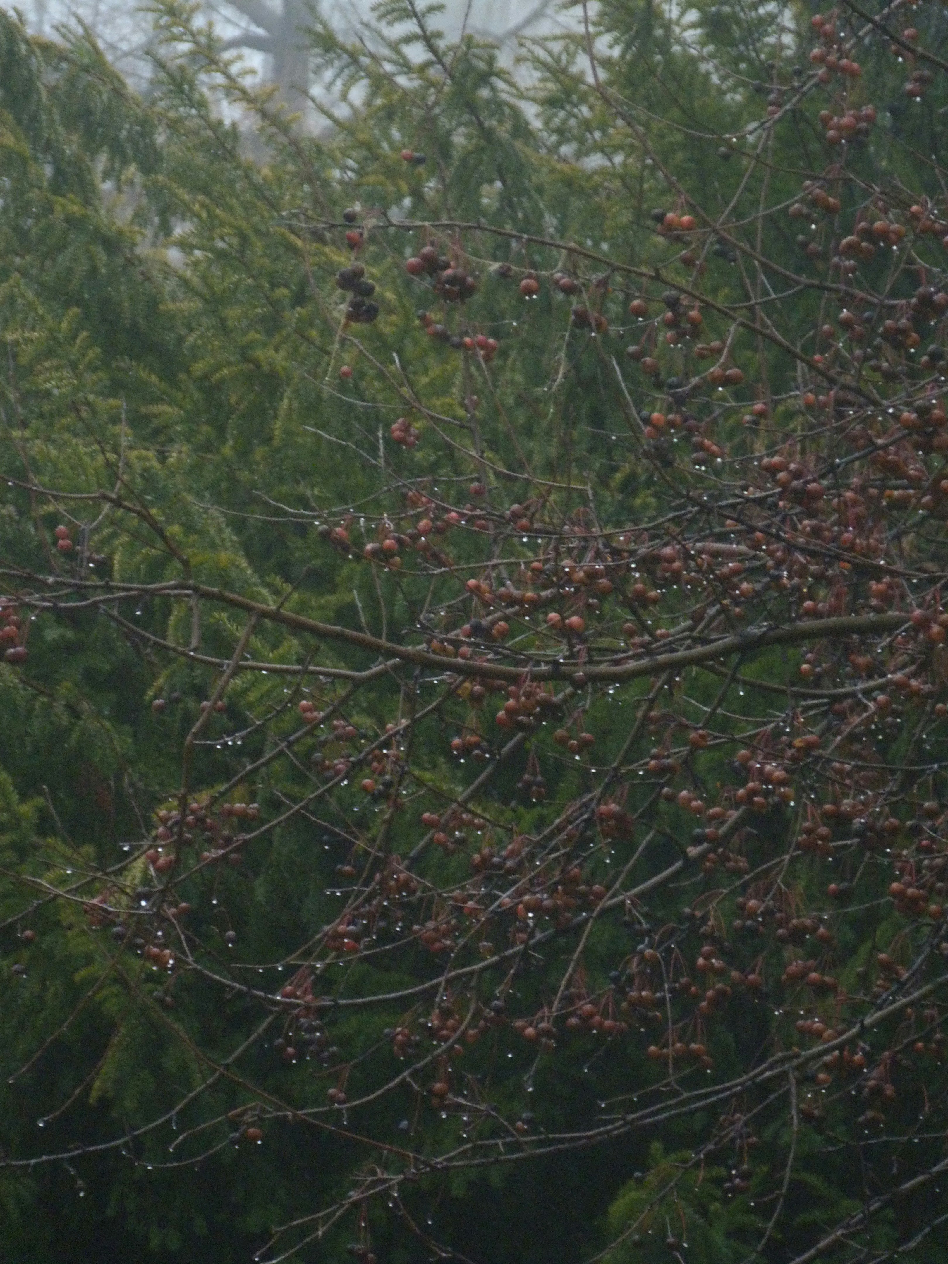 Photo by Ekaterina Suleymanova with Panasonic Lumix FZ45