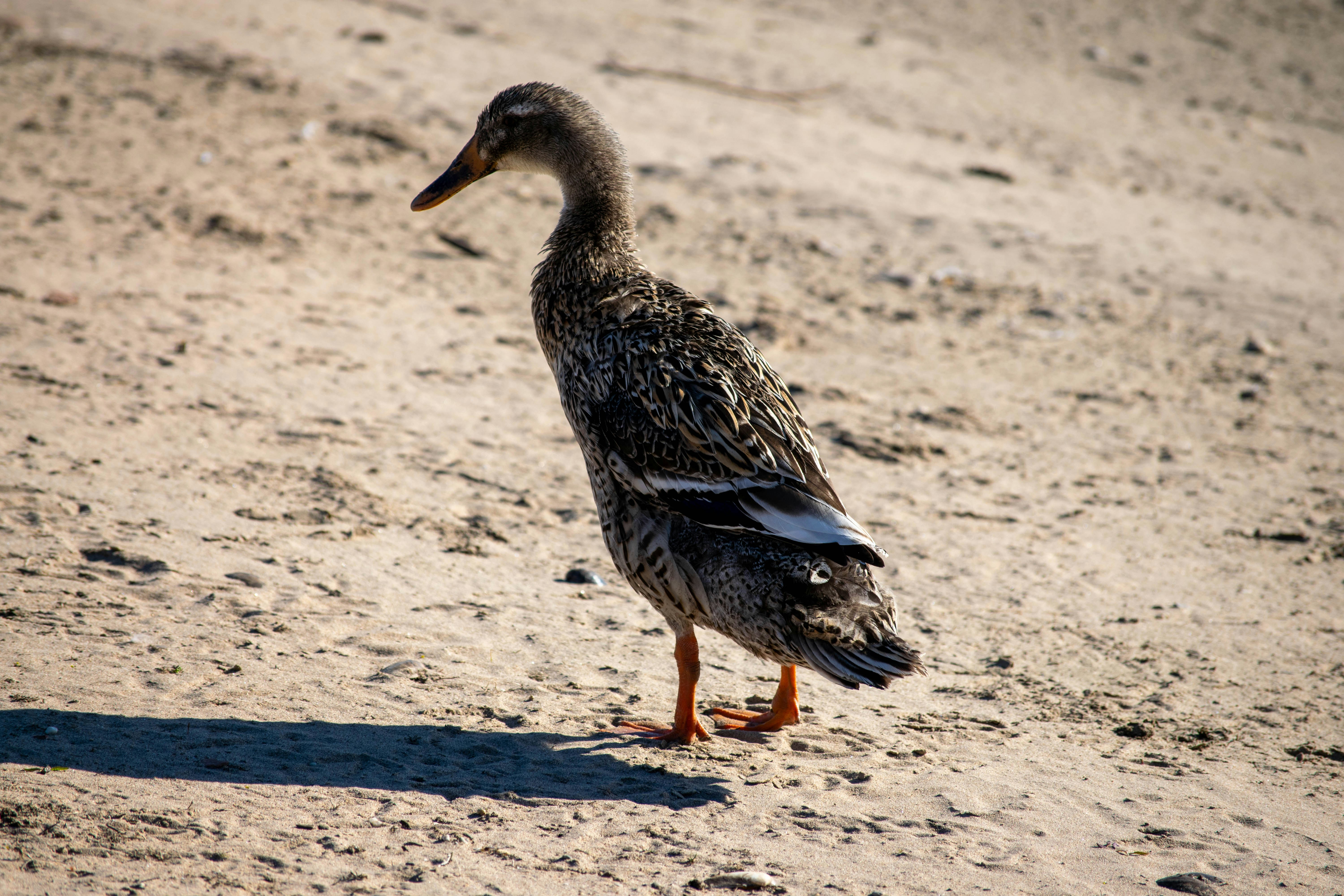 Photo by Teodora Vaklinska with Nikon D3300