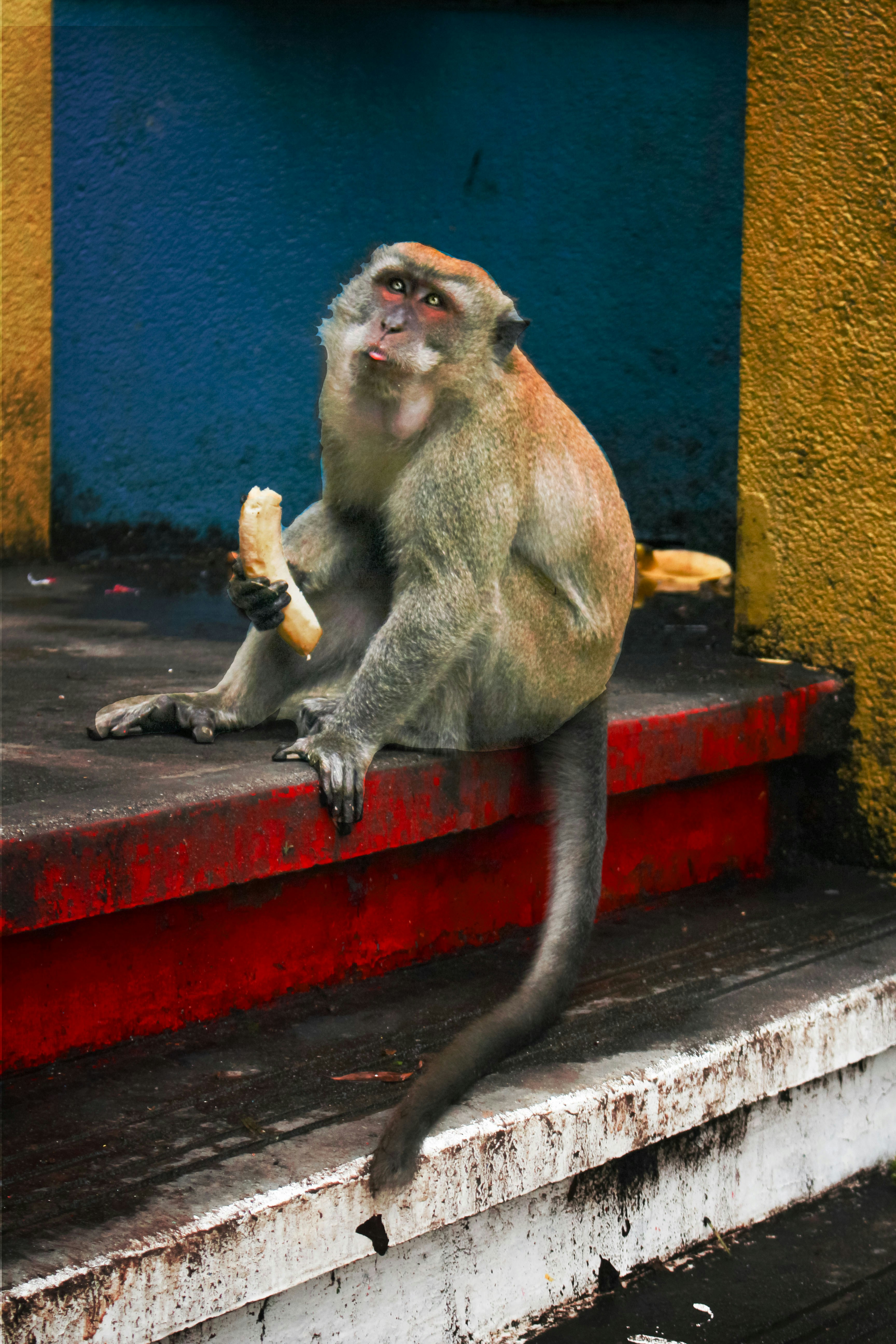 Monkey Eating a Banana With His Tongue Out on Colorful Steps