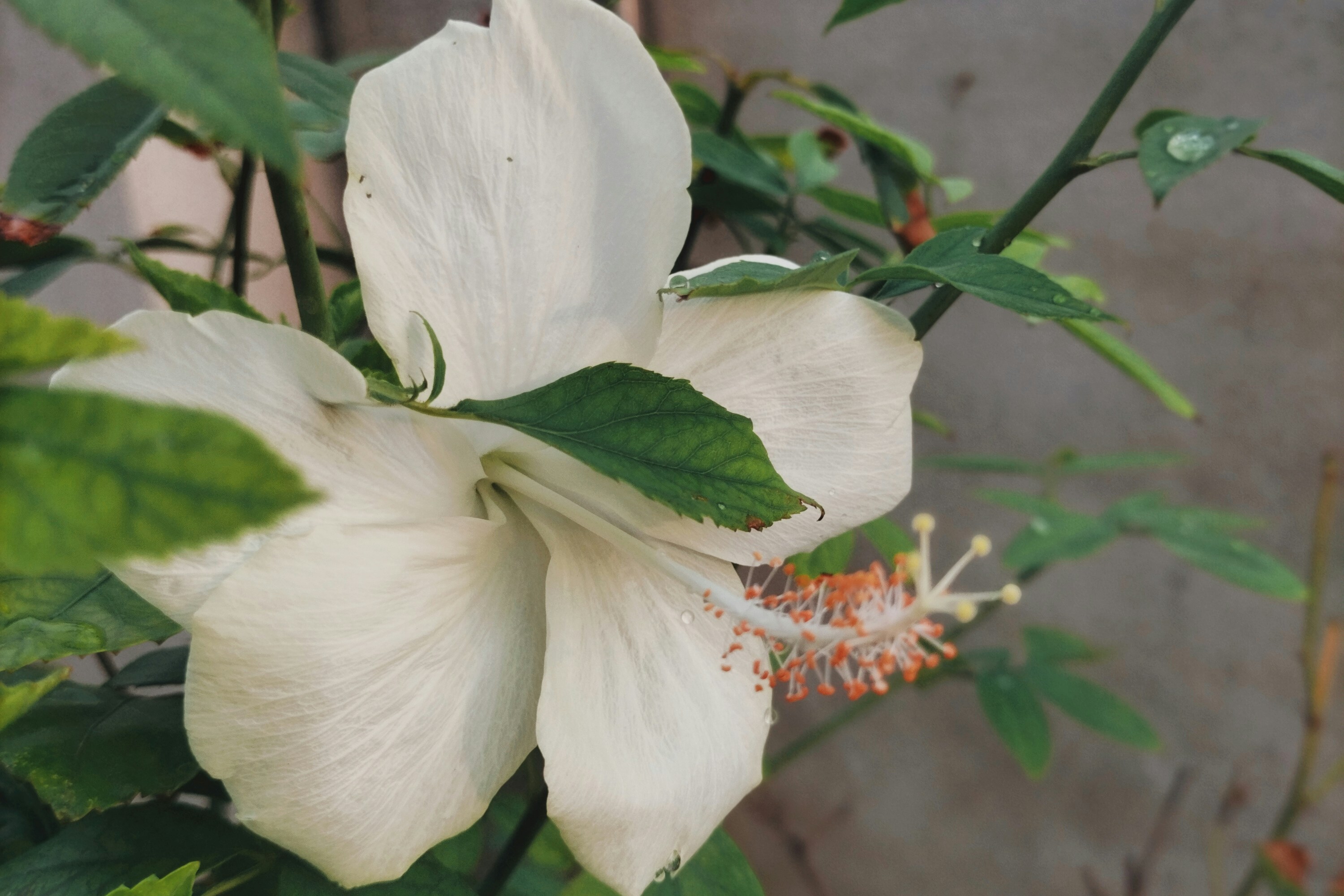 White Hibiscus Frame: Delicate Petals and Stamen in Soft Backdrop