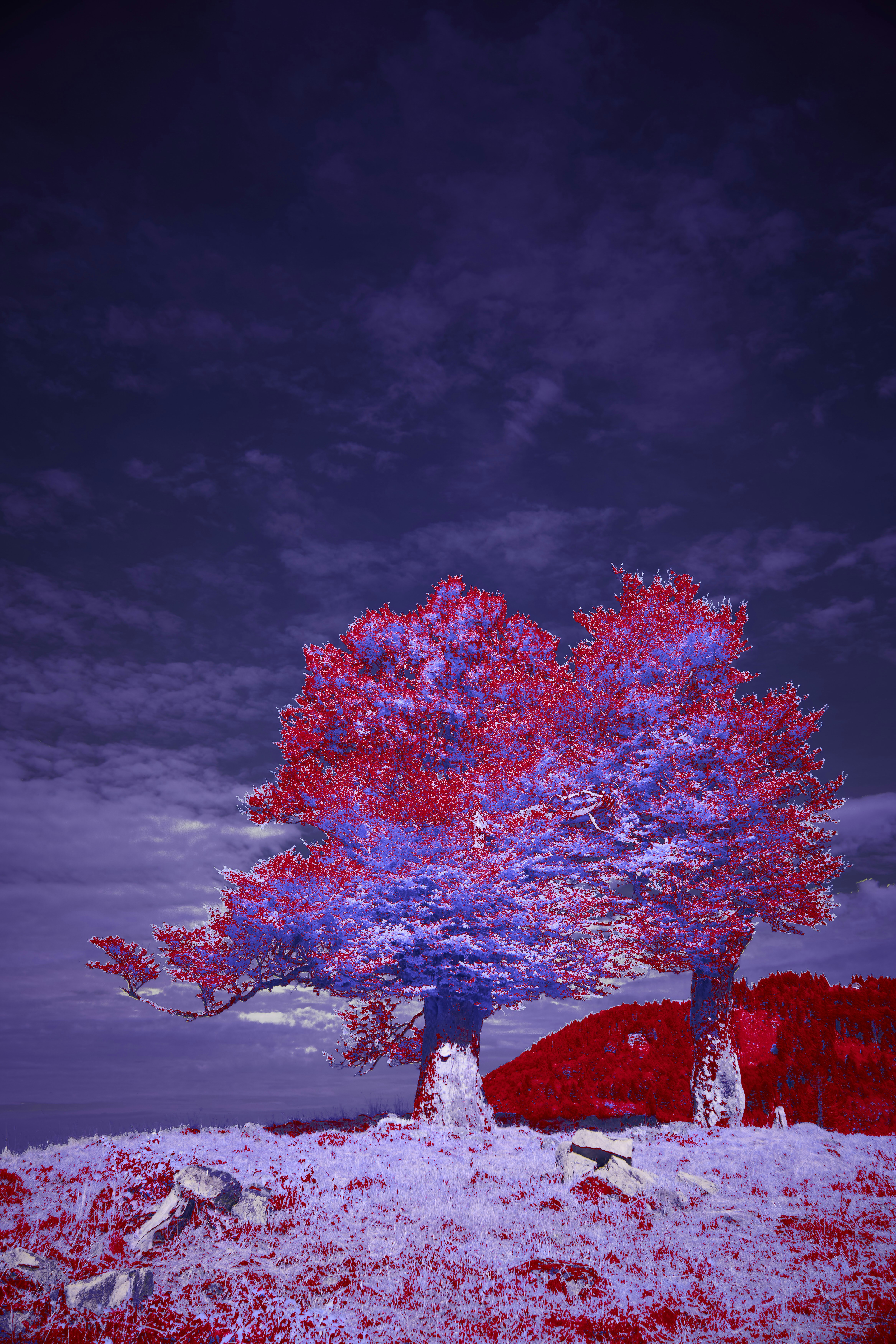 Photo by Wolfgang Hasselmann with Sony Alpha 7 IV