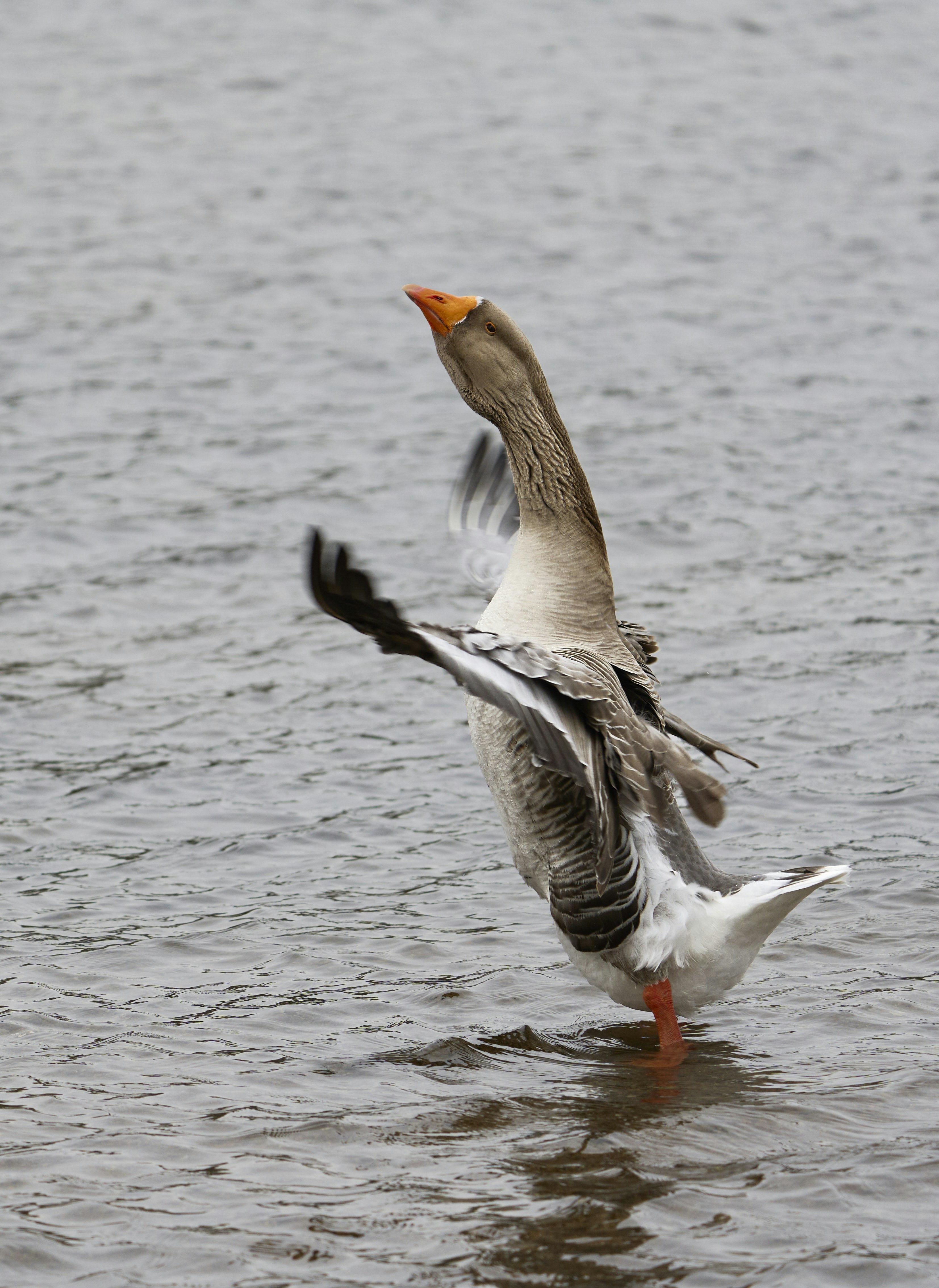 Photo by Wolfgang Hasselmann with Sony Alpha 7 IV