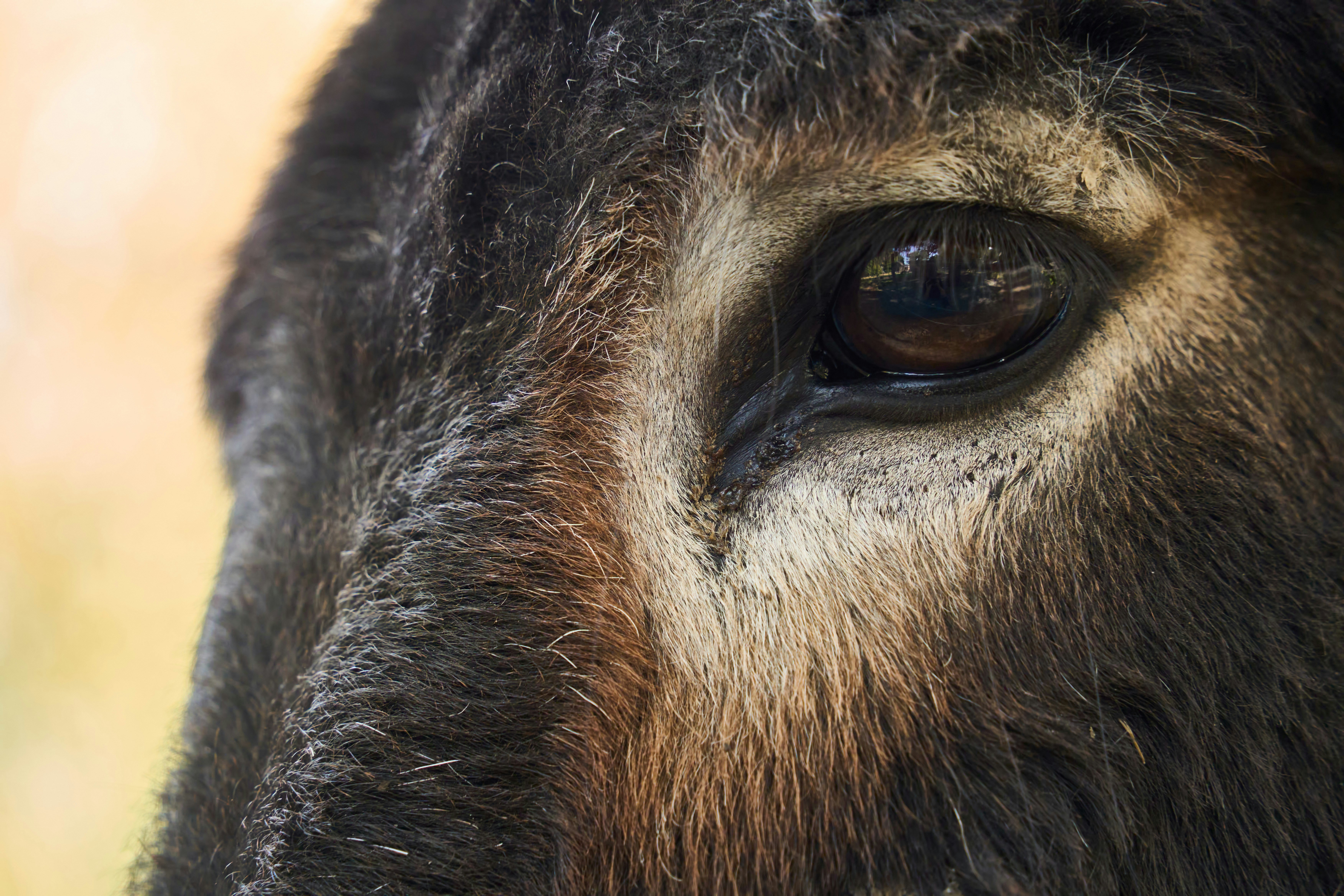 Photo by Wolfgang Hasselmann with Sony Alpha 7 IV