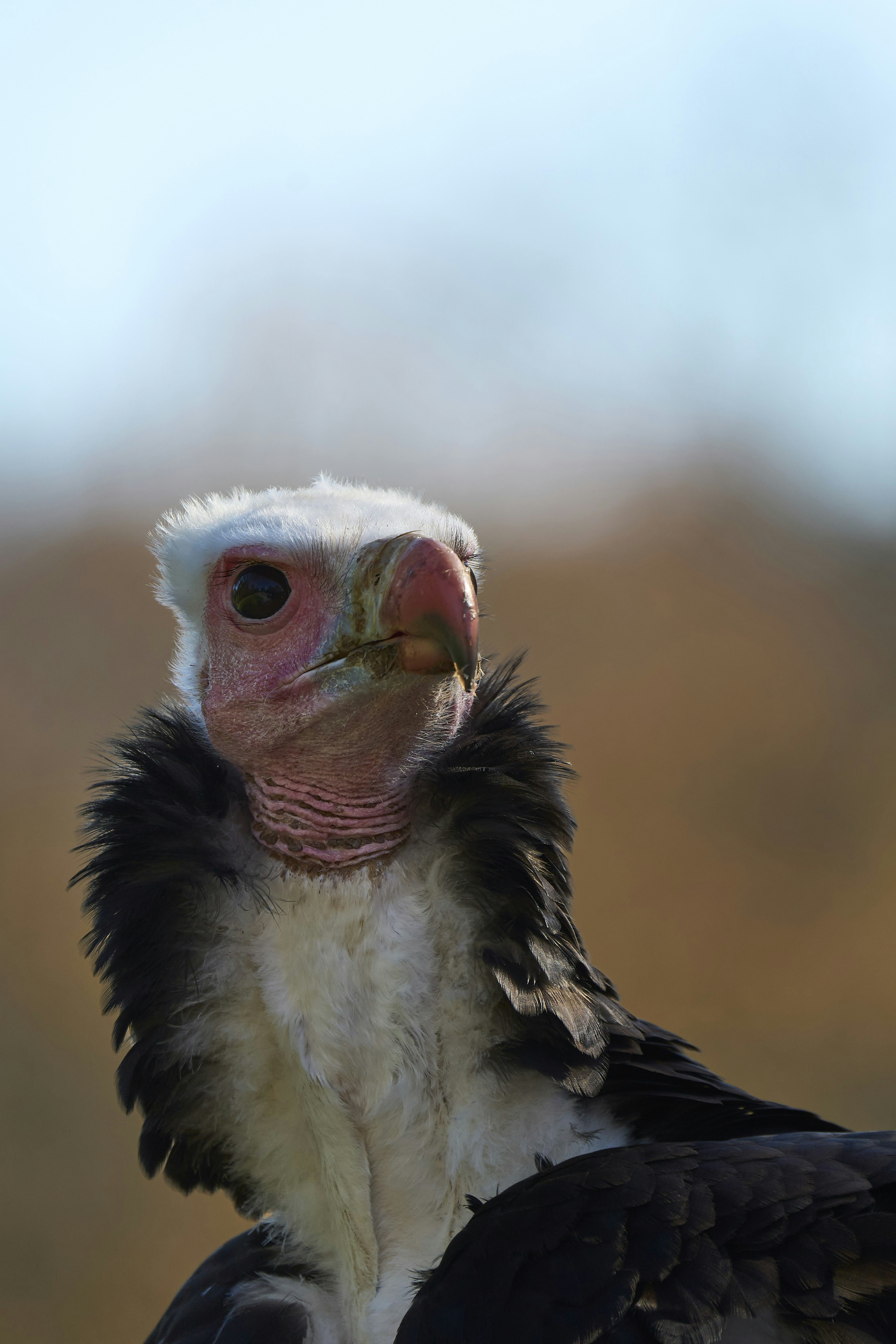 Photo by Wolfgang Hasselmann with Sony Alpha 7 IV