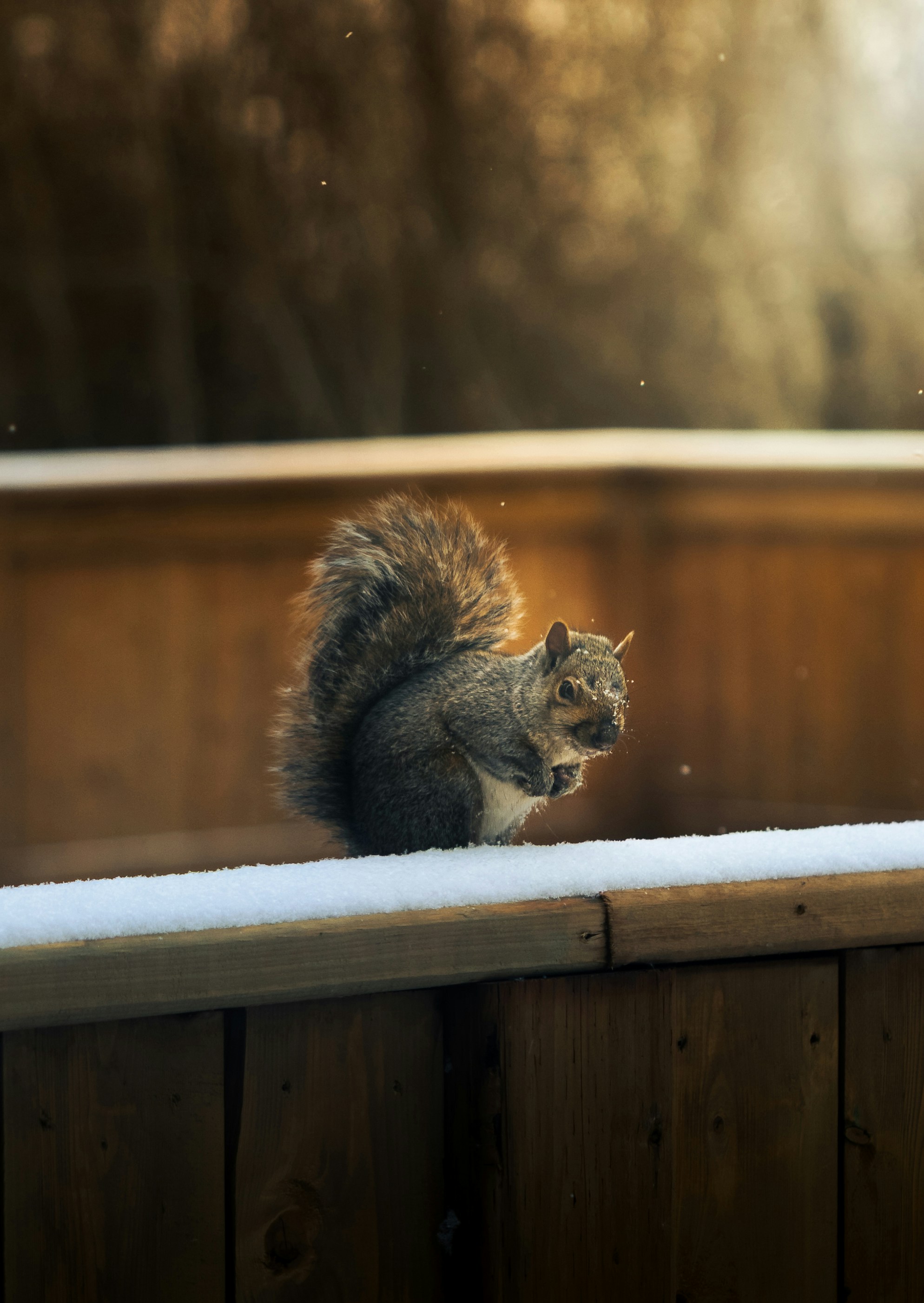 Squirrel on Snow-Capped Rail, Quiet Winter Light