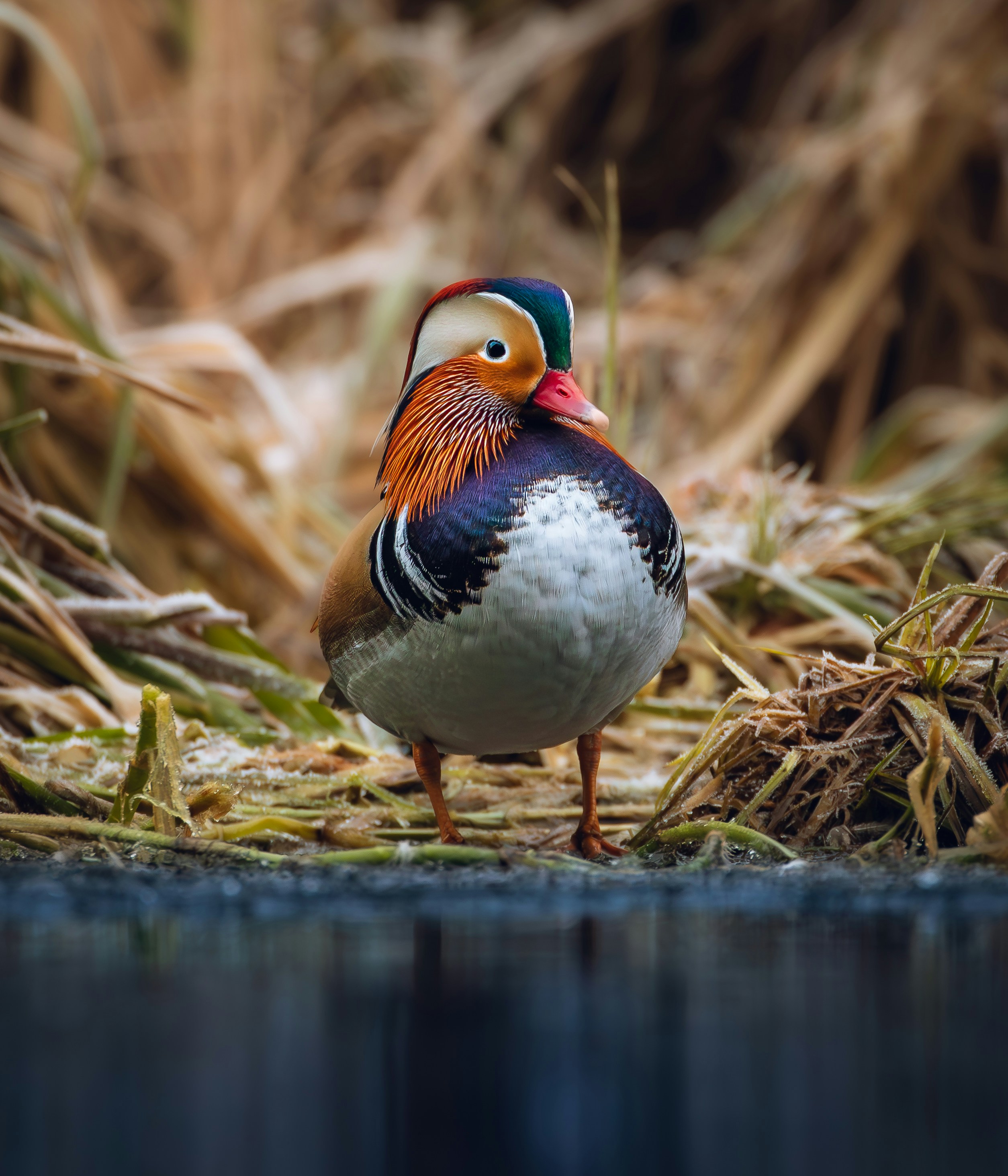 Portrait of a Mandarin Duck Stand at the Water’s Edge