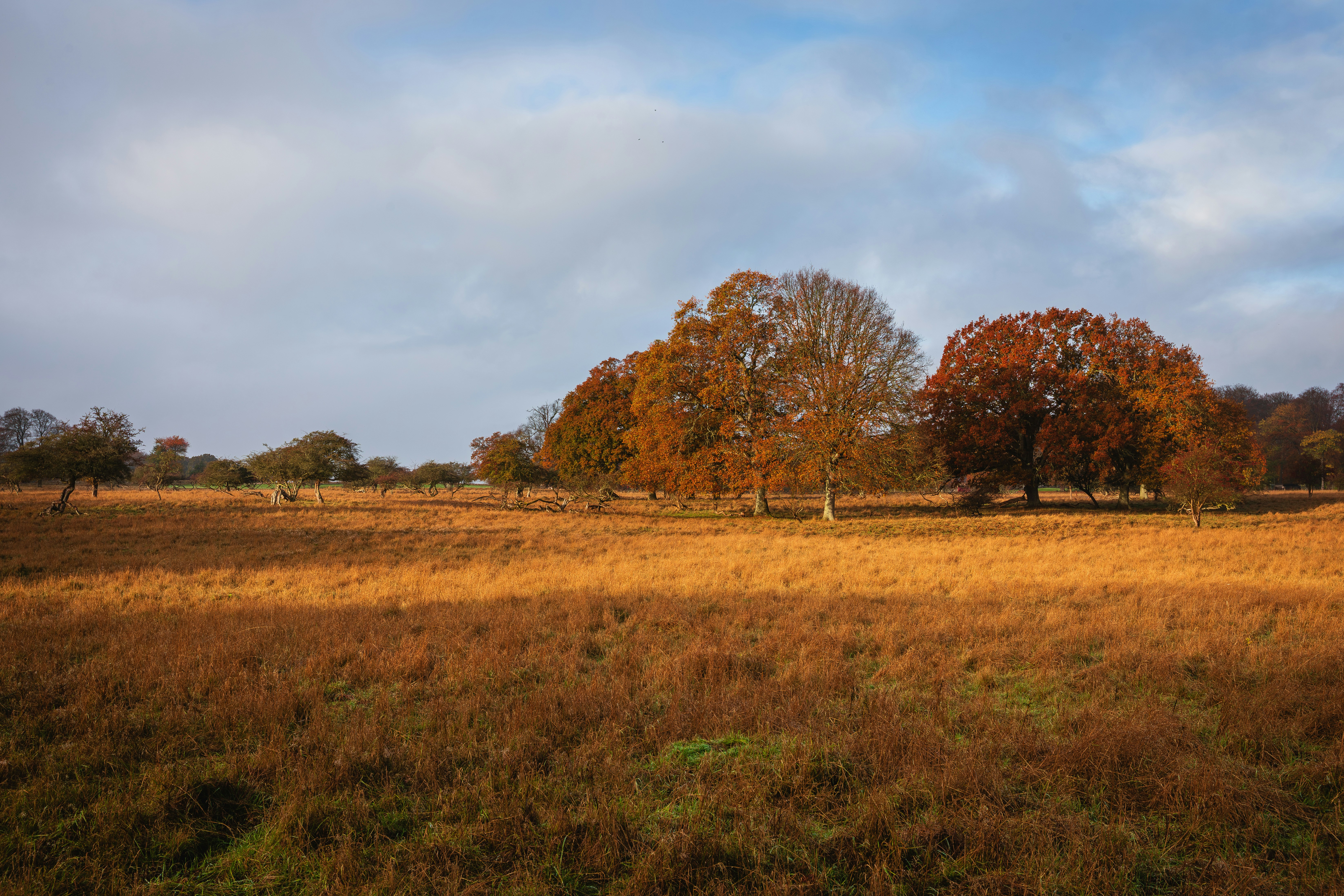 Autumn Field with Vibrant Fall Color Trees Under a Cloudy Sky