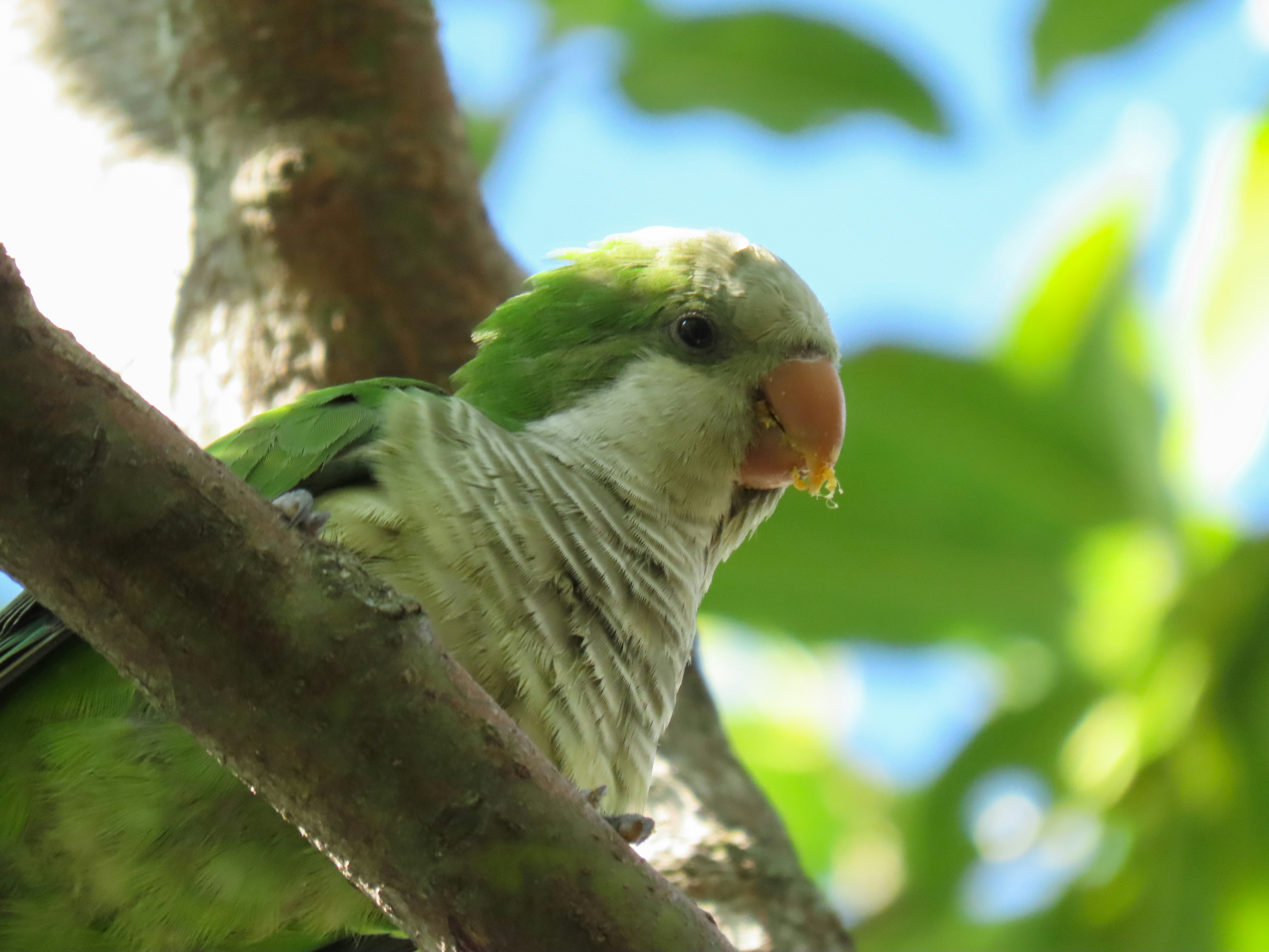 Caturrita/Monk Parakeet (Myiopsitta monachus)