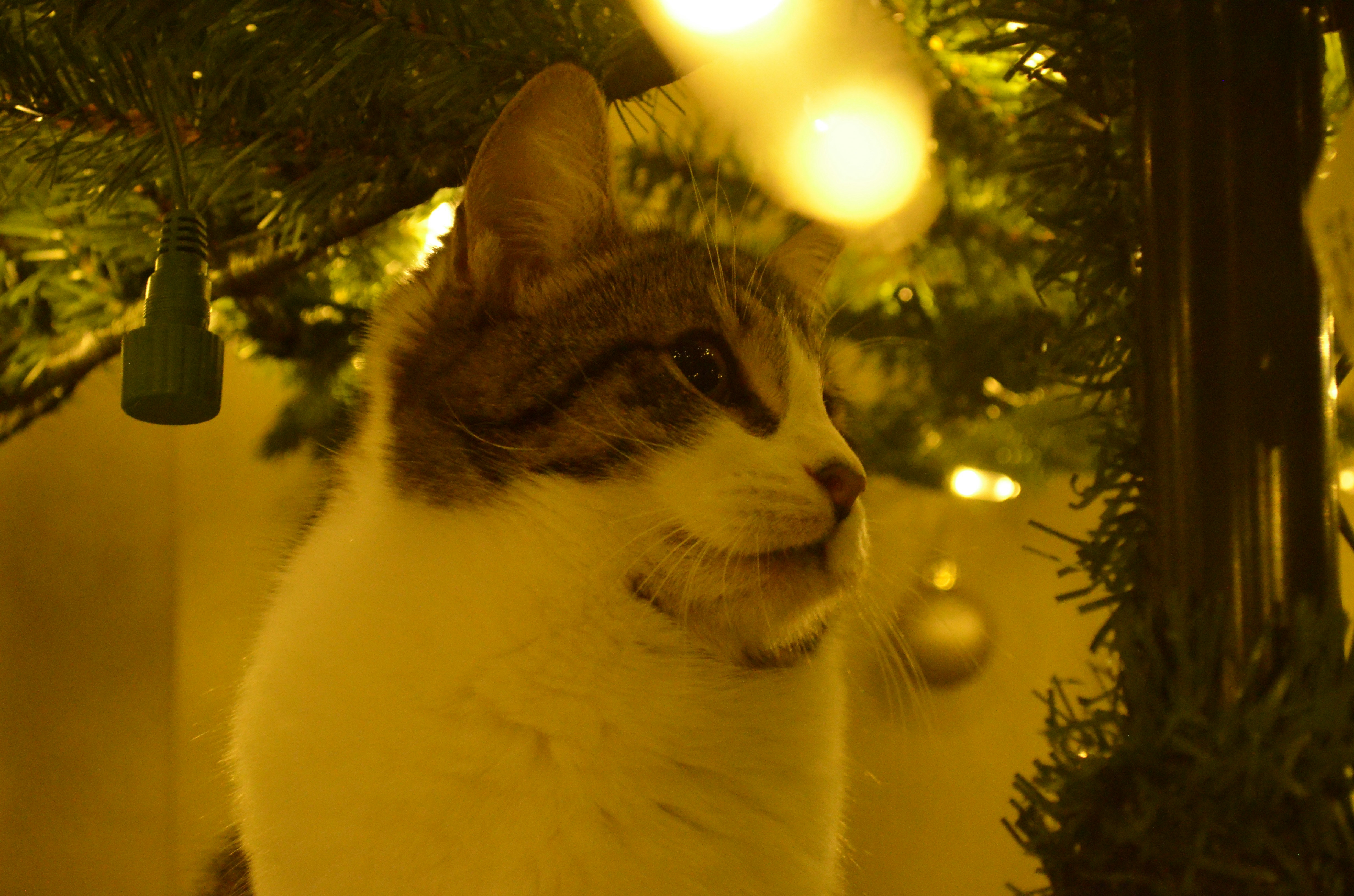 Photo by Yana Subot with Nikon D5100