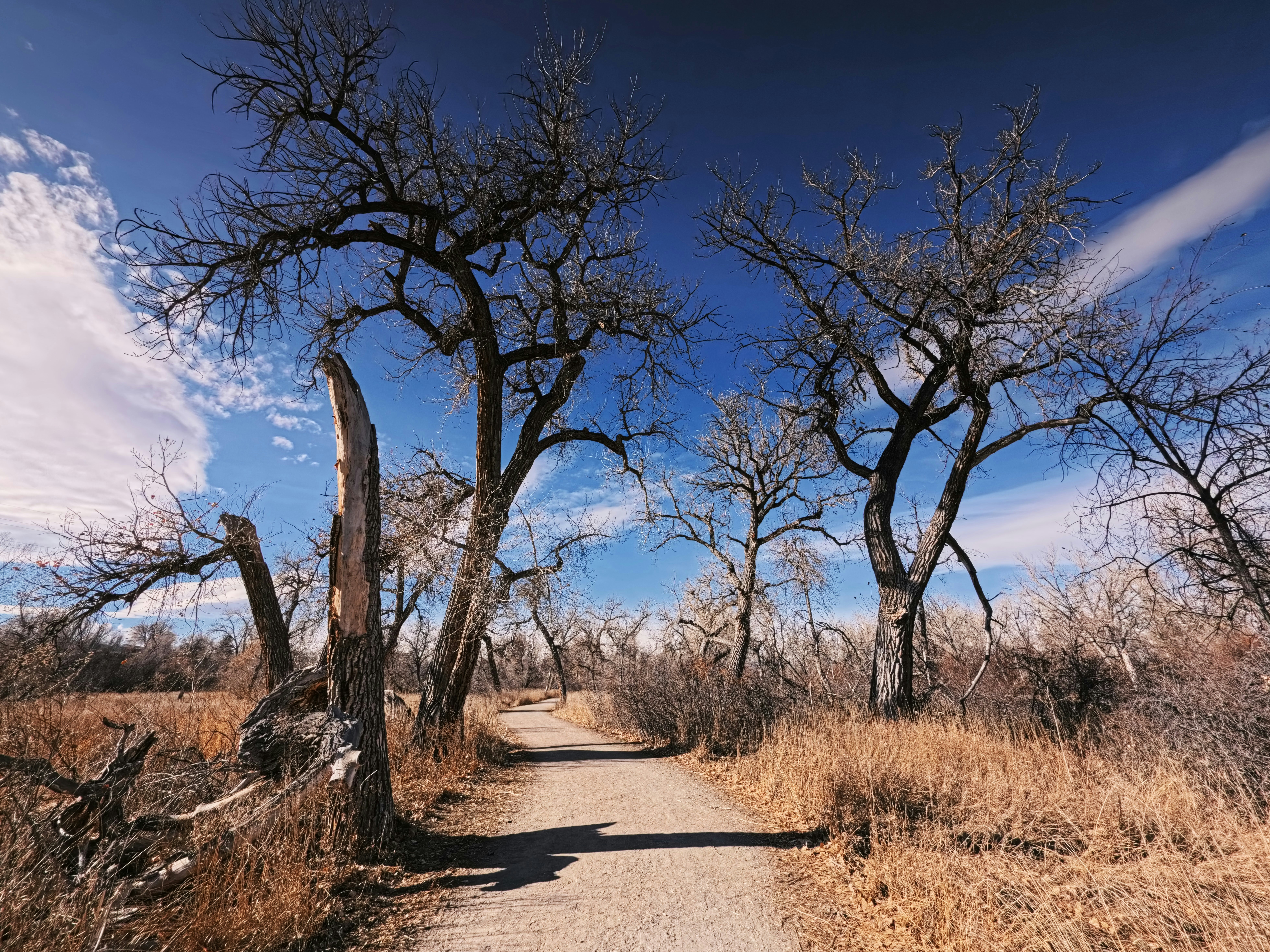 A dirt path winds through dry brush and bare trees.