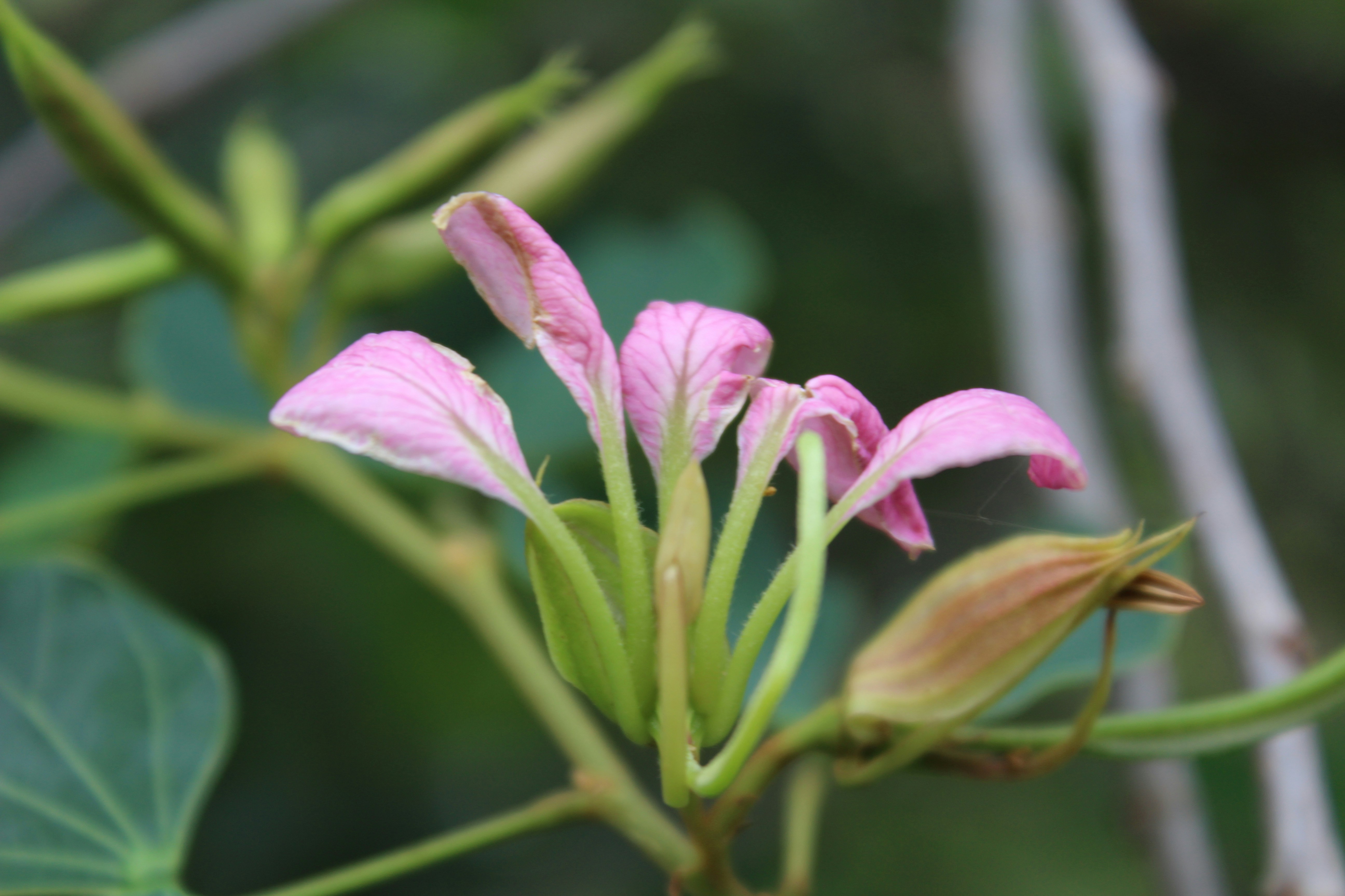 Pink orchid-like bloom unfurls its petals in soft garden light