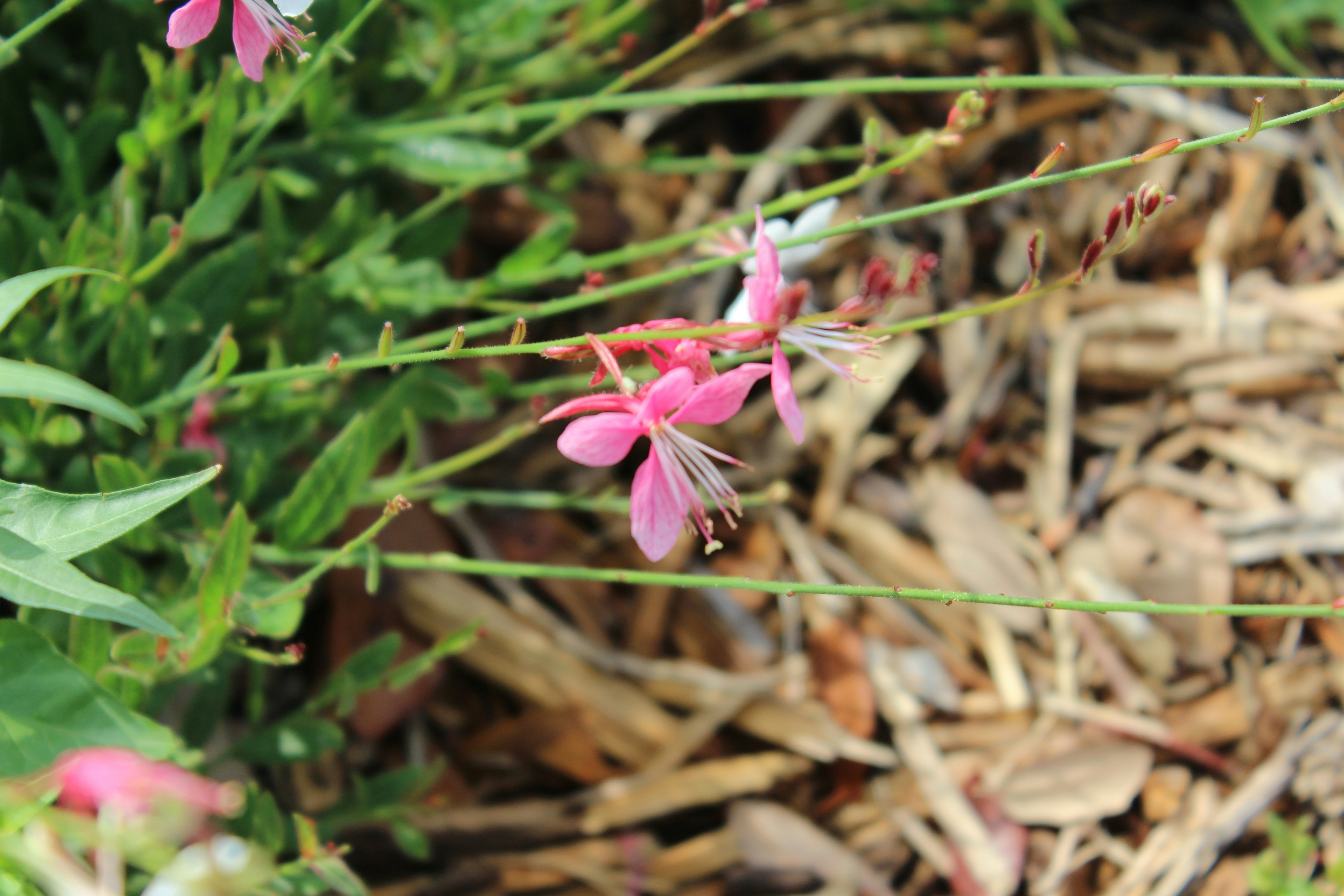 Photo by Jackson Wengler with Canon EOS 1200D