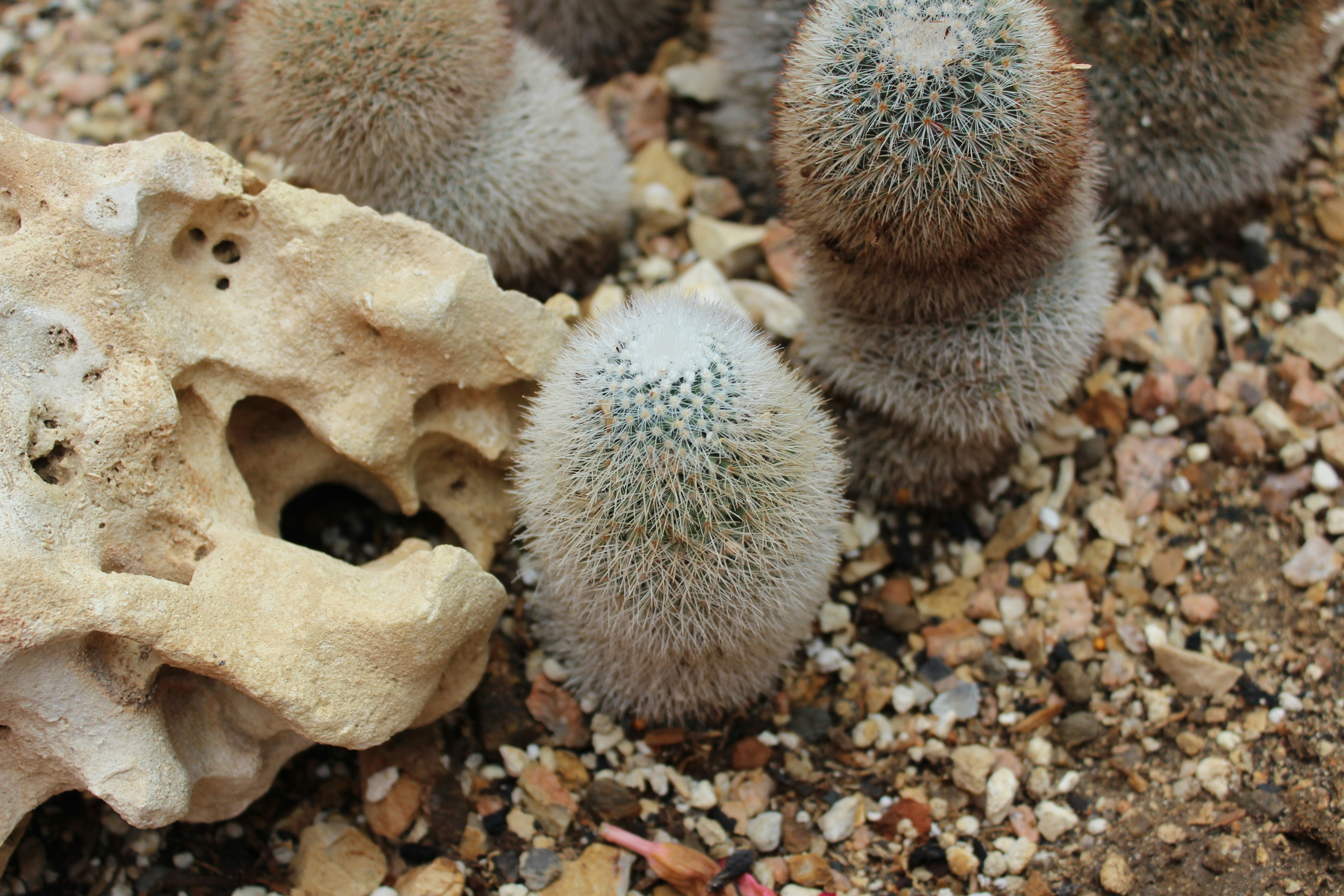 Desert Pincushions: Tiny Barrel Cacti among Pebbles and Limestone