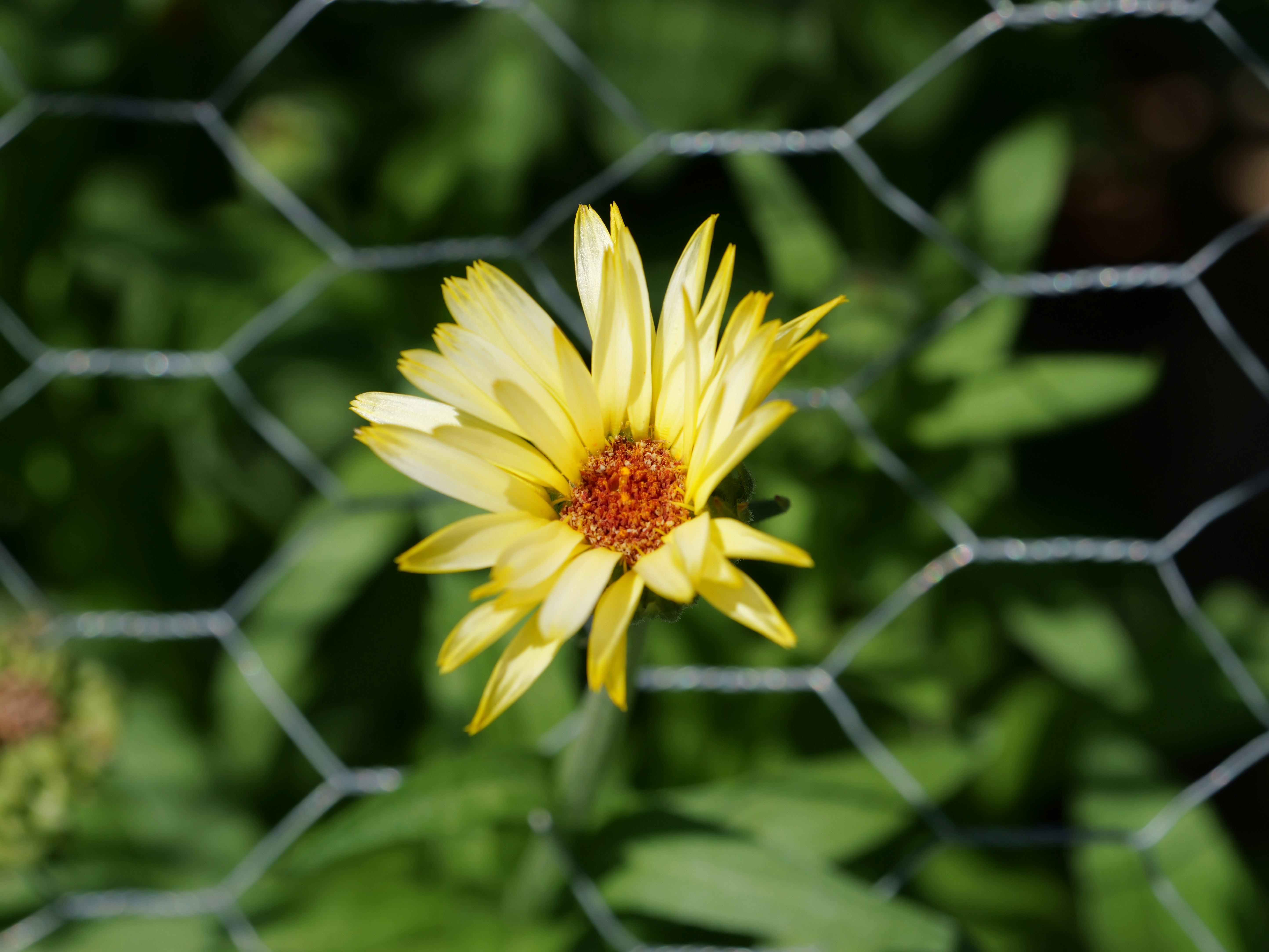 Yellow bloom in a wire-malled garden
